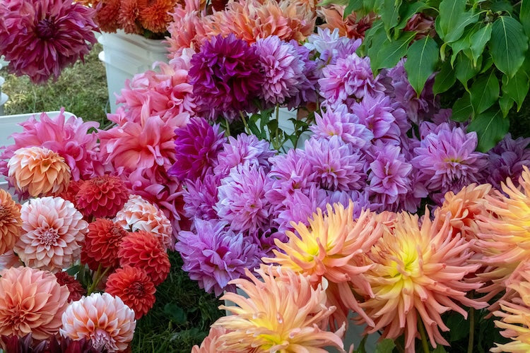 Why Dahlia Colors Change in the Garden – Bear Creek Farm