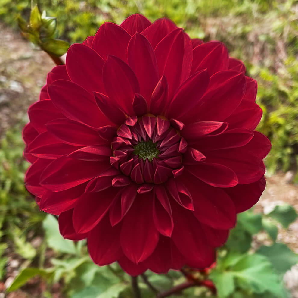 Garden Wonder Tuber – Bear Creek Farm