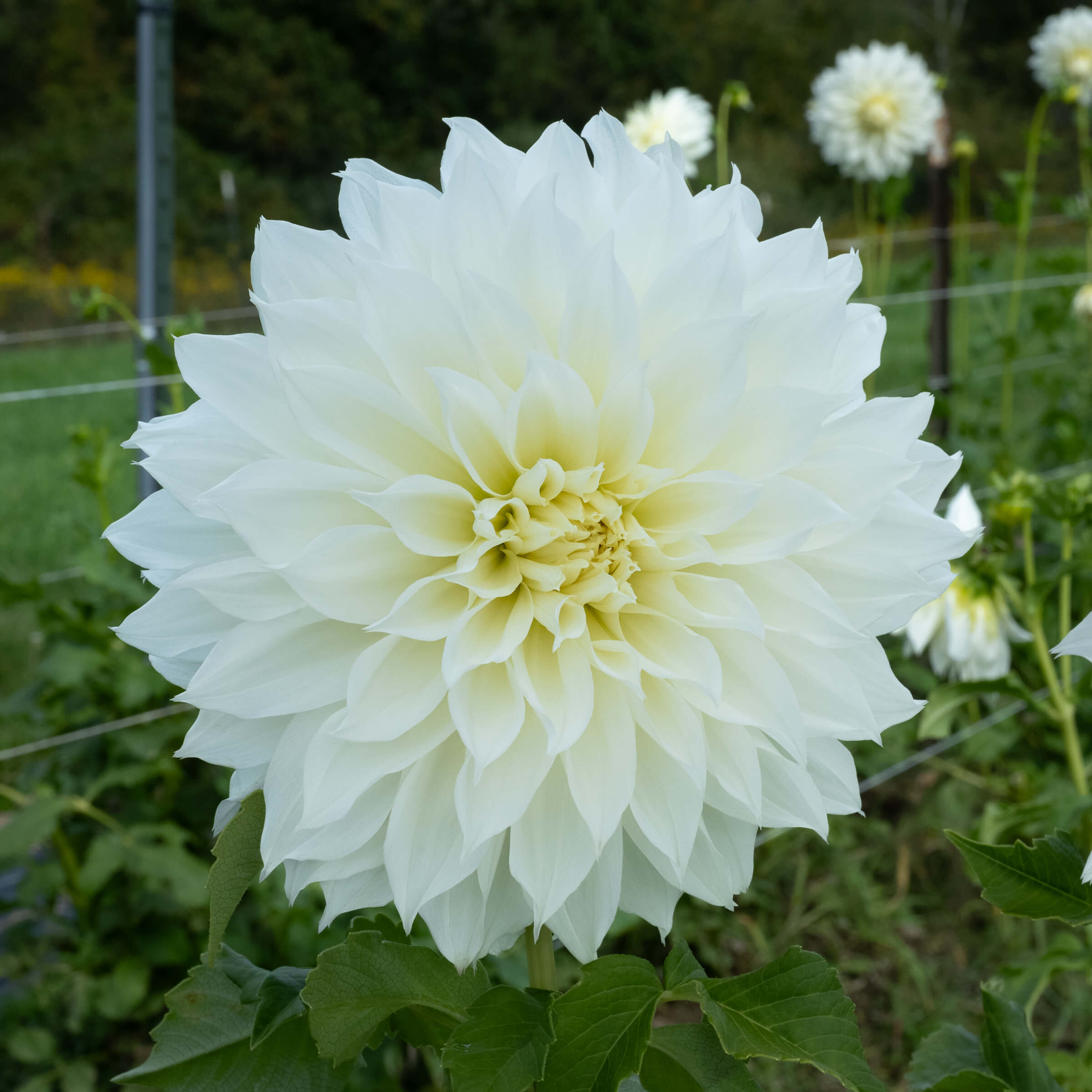 Cafè Au Lait Supreme Dahlia – Bear Creek Farm