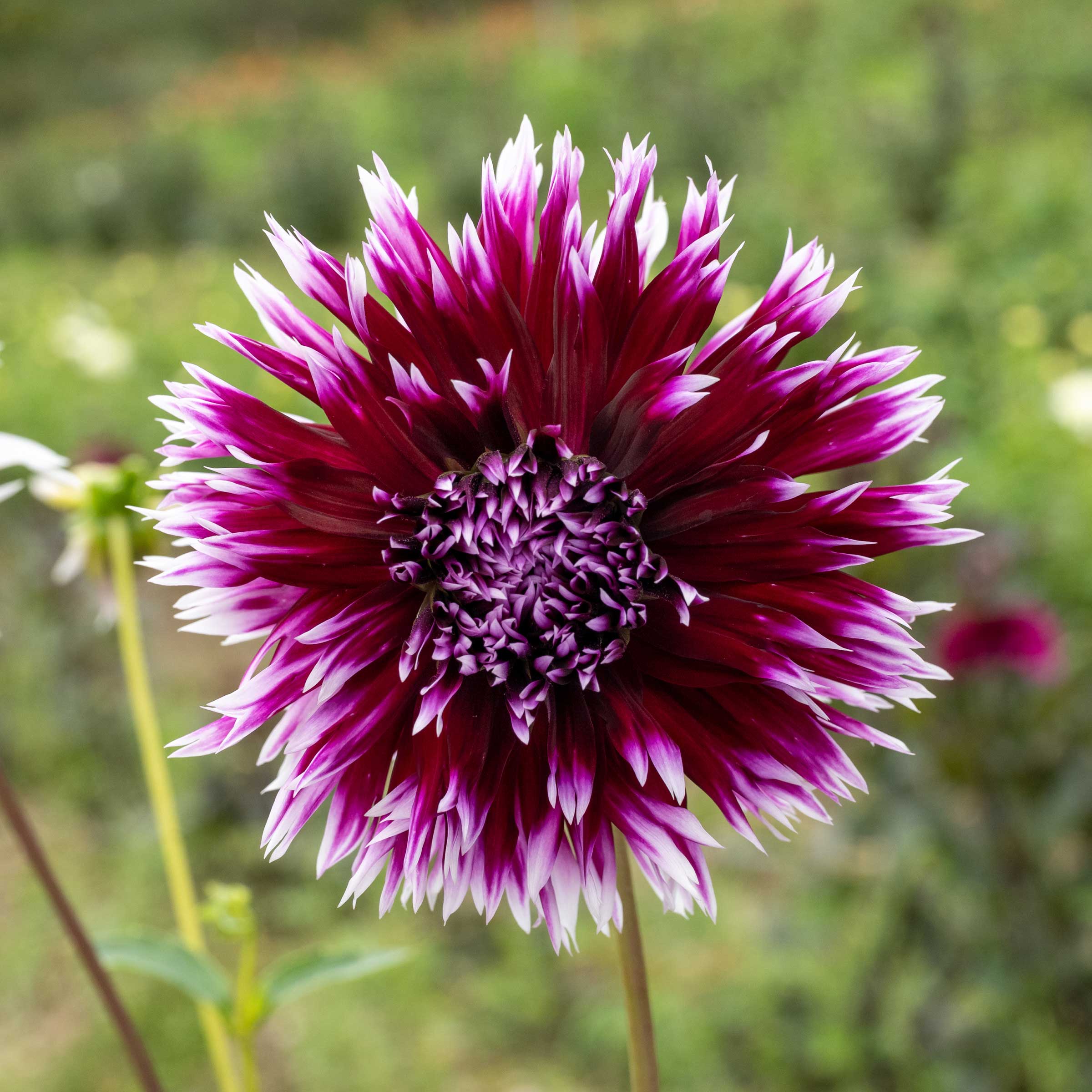 Alauna Clair-Obscur Dahlia – Bear Creek Farm