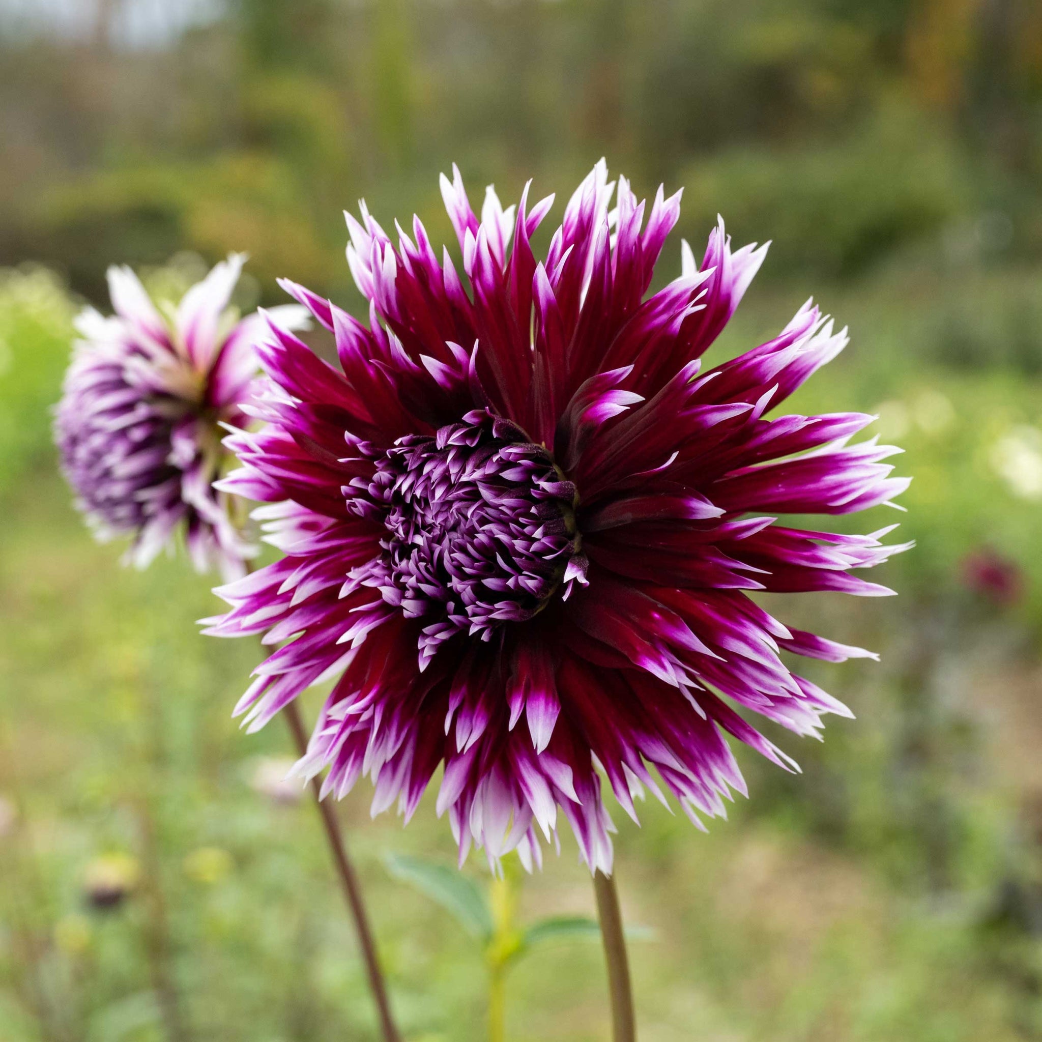Alauna Clair-Obscur Dahlia – Bear Creek Farm