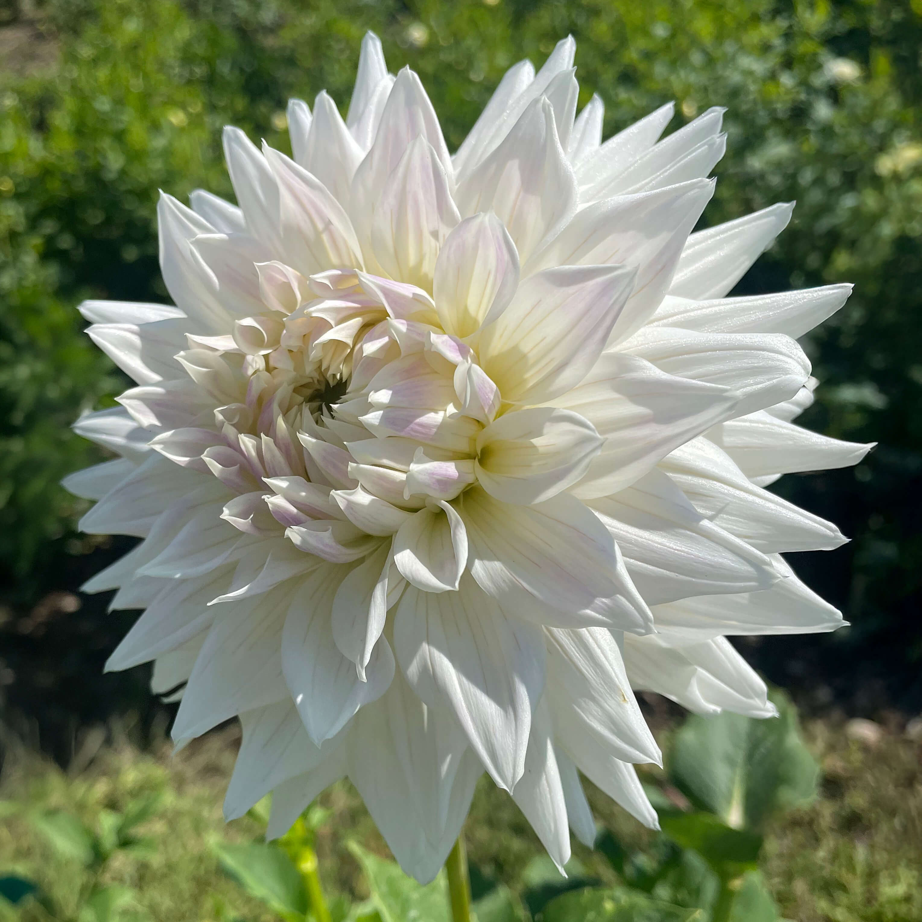 Clearview Edie Dahlia – Bear Creek Farm