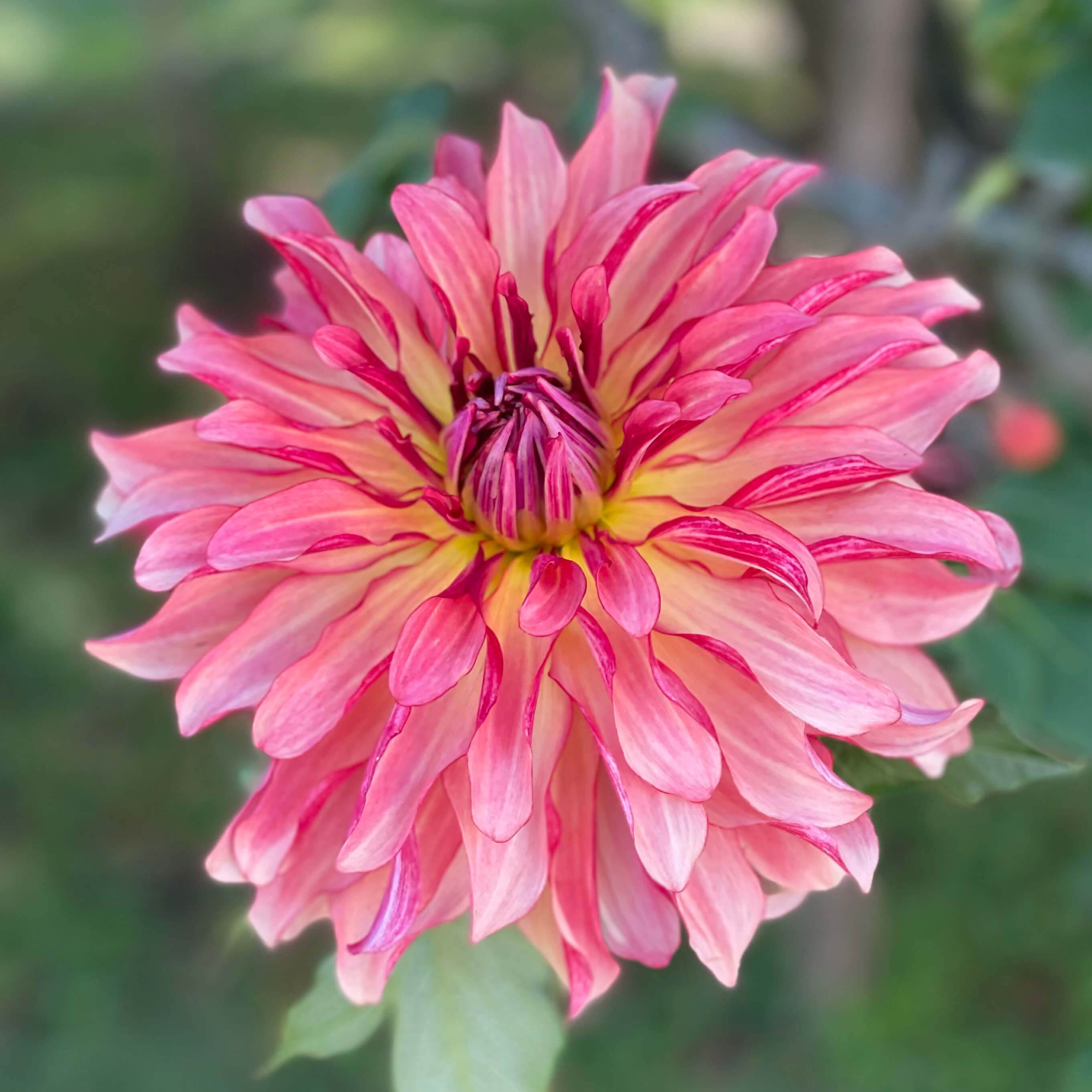 Dutch Delight Tuber – Bear Creek Farm