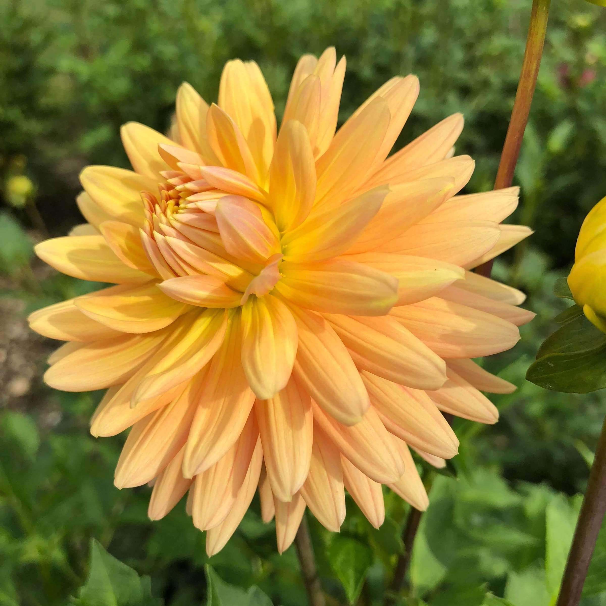 Buy Hollyhill Jitterbug Dahlia Tuber (Bulb) – Bear Creek Farm