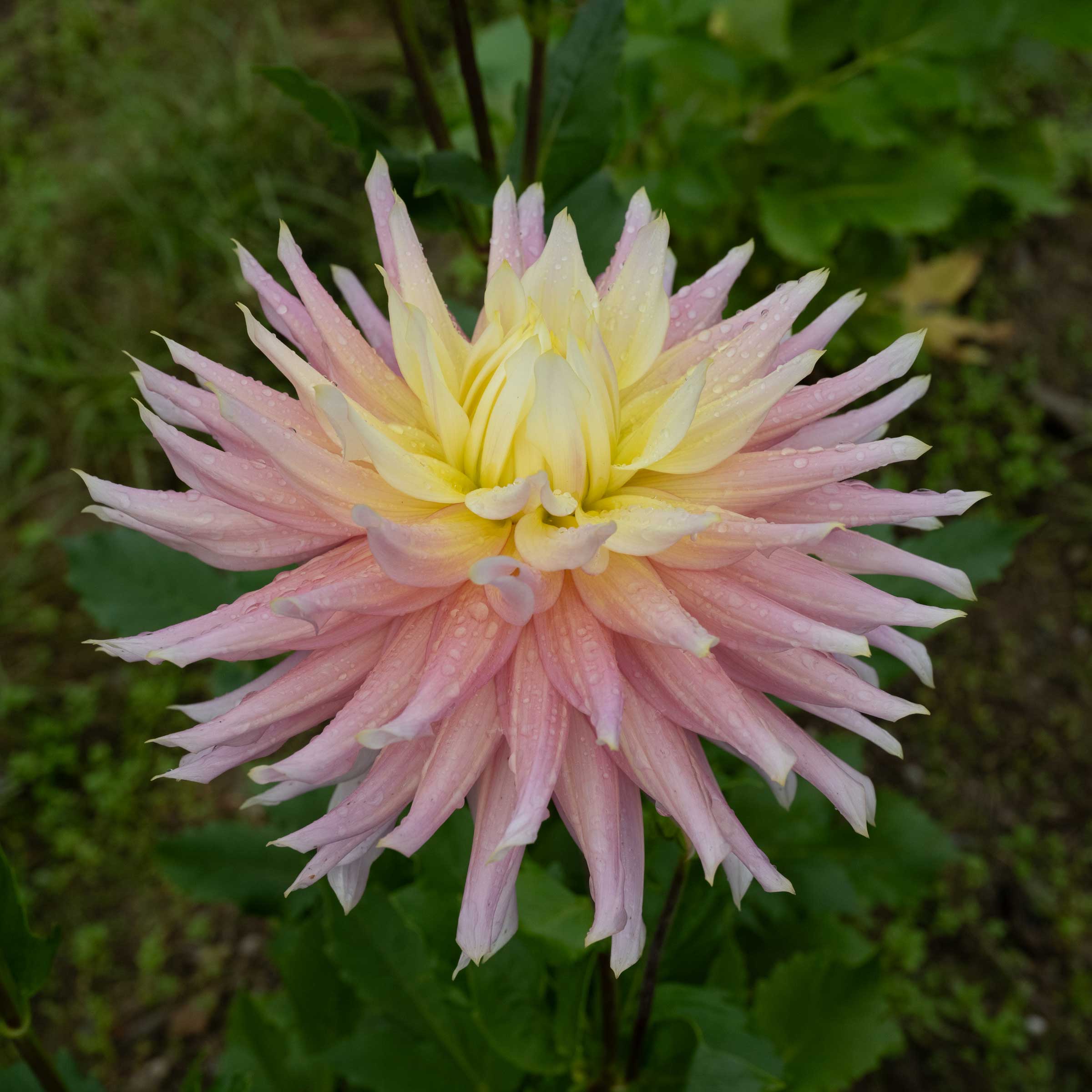 Buy Clearview Jonas Dahlia Tuber (Bulb) – Bear Creek Farm
