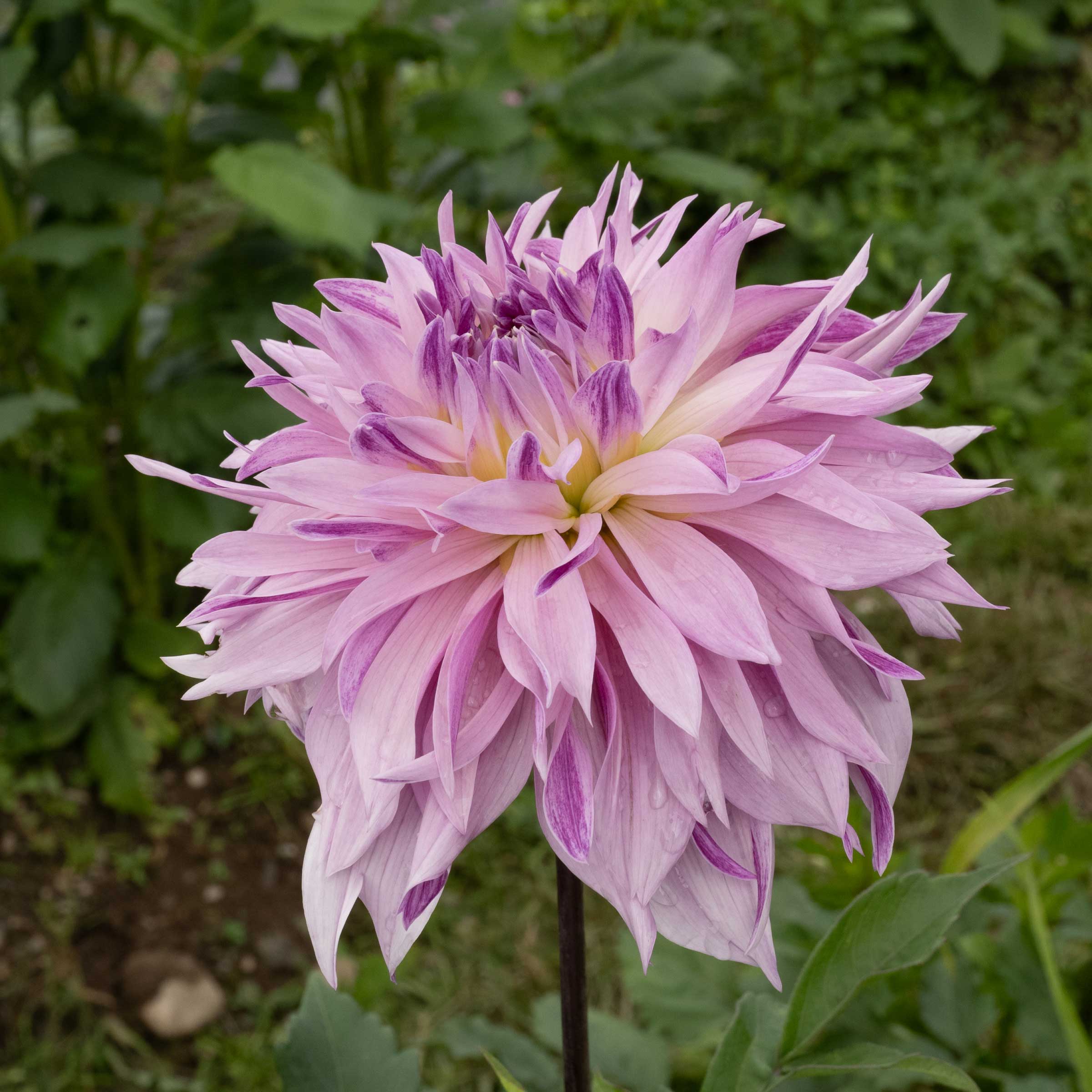 Buy Labyrinth Two-Tone Tuber (Bulb) – Bear Creek Farm