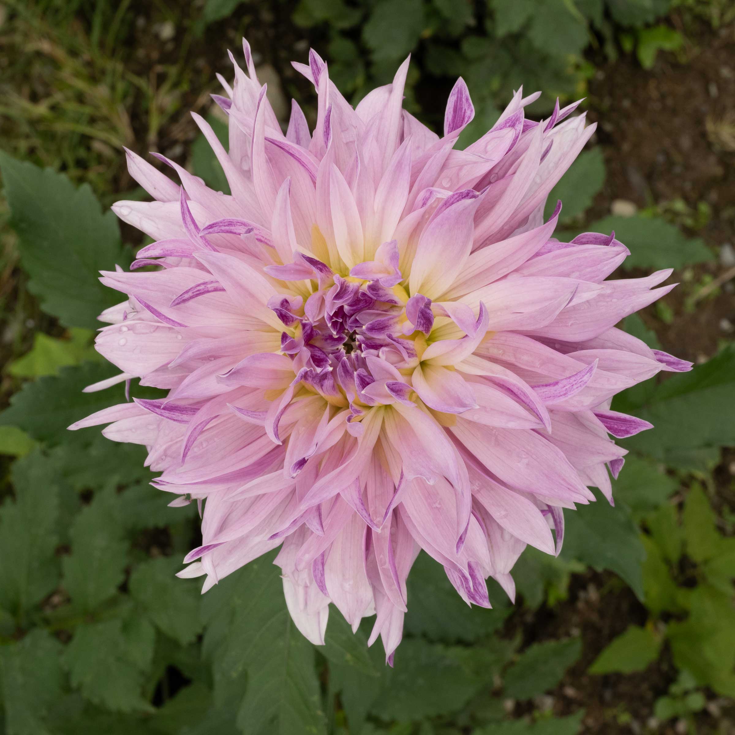 Labyrinth Two-Tone Dahlia – Bear Creek Farm