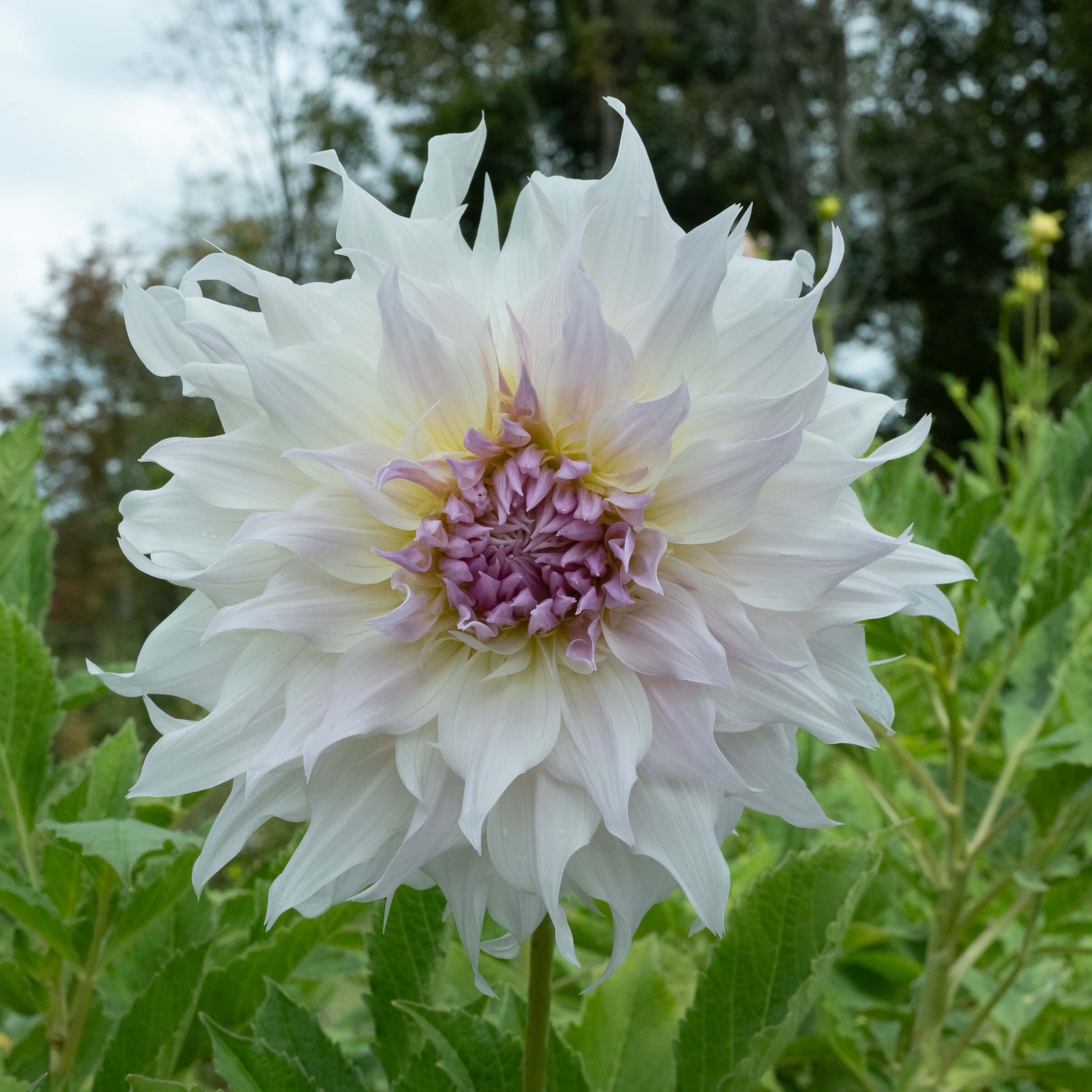 Buy Shiloh Noelle Dahlia Tuber (Bulb) – Bear Creek Farm