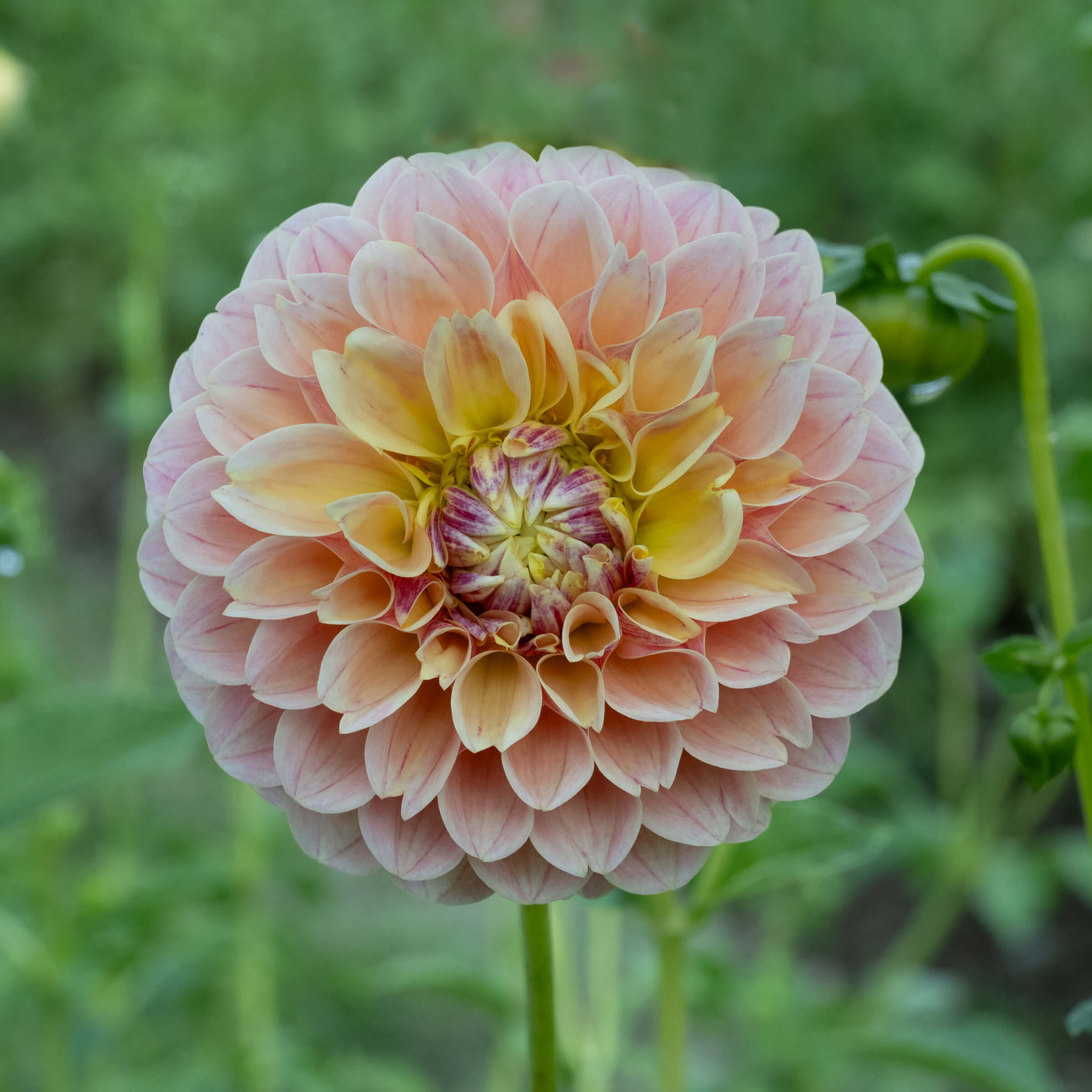 Buy Sweet Suzanne Tuber (Bulb) – Bear Creek Farm