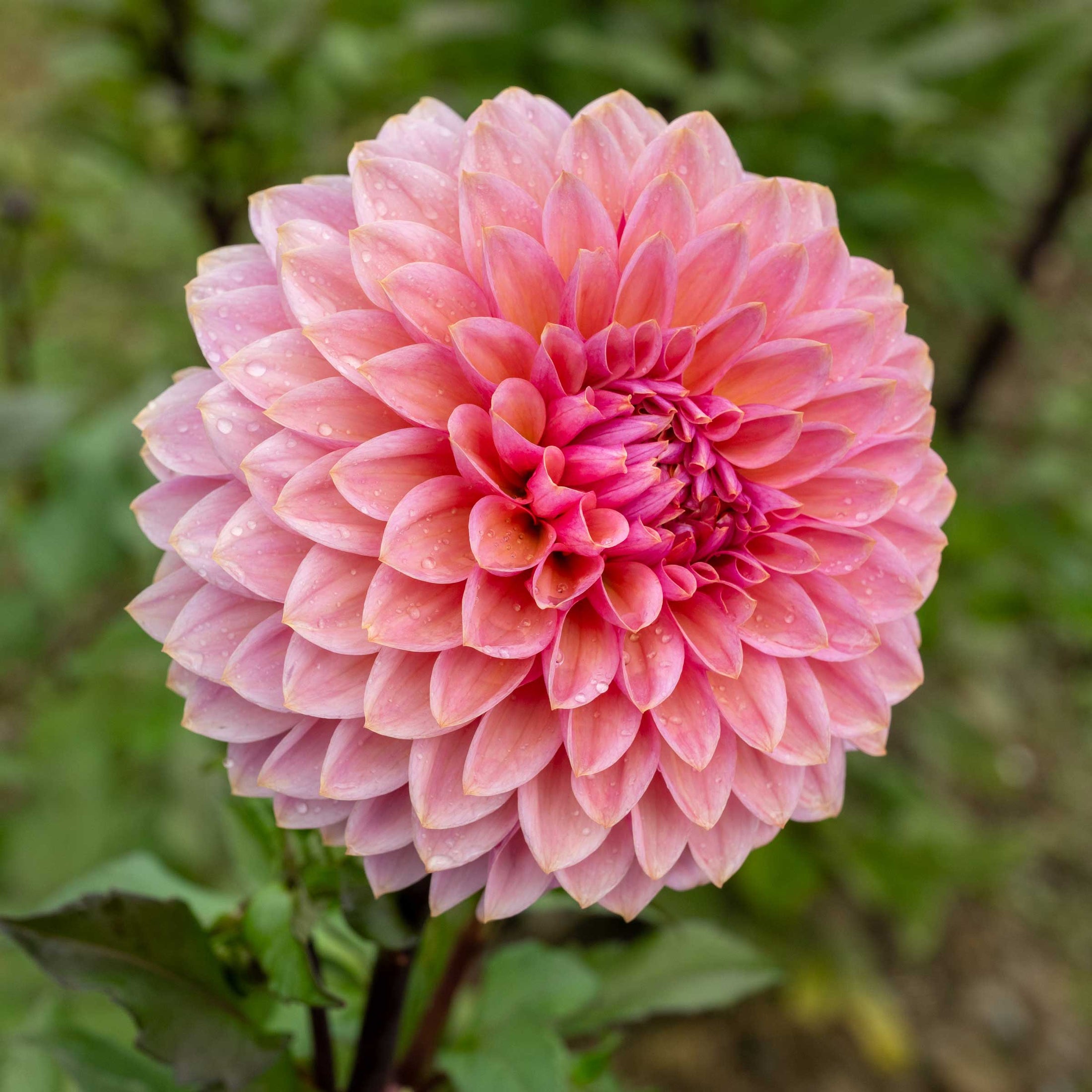 Buy Sweet Sanne Tuber (Bulb) – Bear Creek Farm