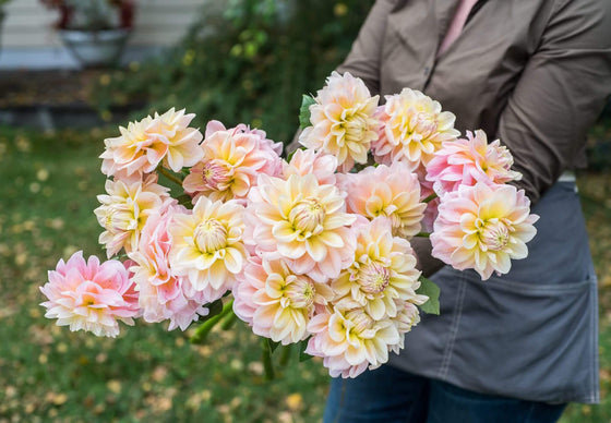 Buy Cut Dahlia Flowers Online (Seasonal Availability) – Bear Creek Farm