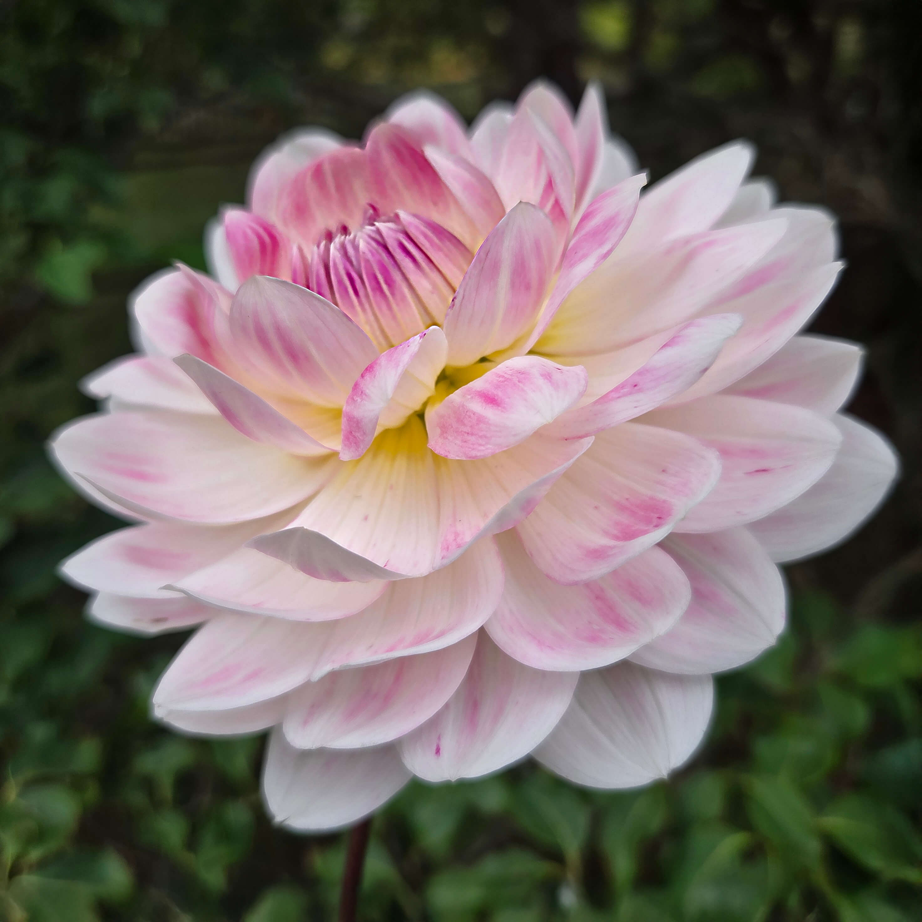 Kelgai Ann Dahlia – Bear Creek Farm