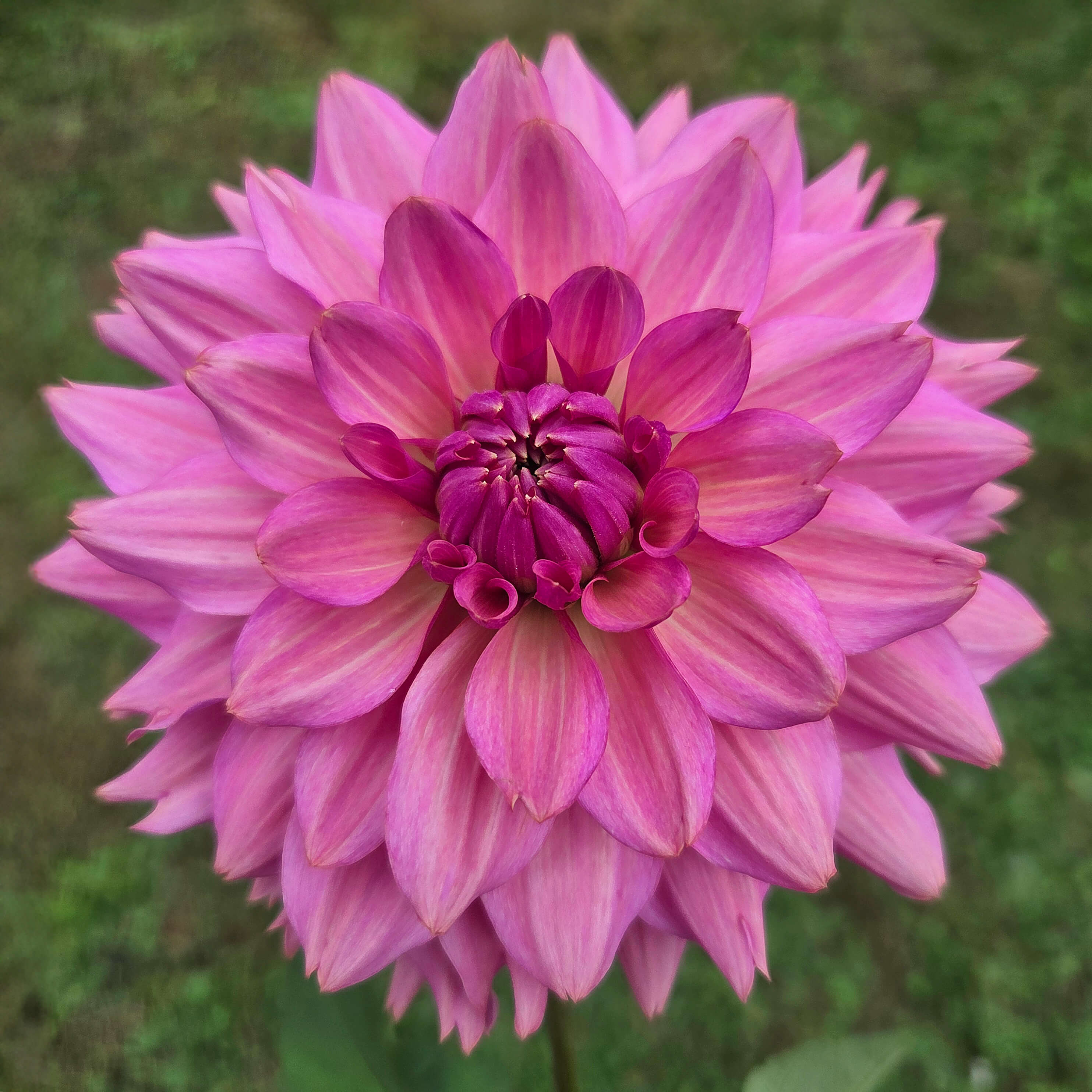 La Belle Epoque Tuber – Bear Creek Farm