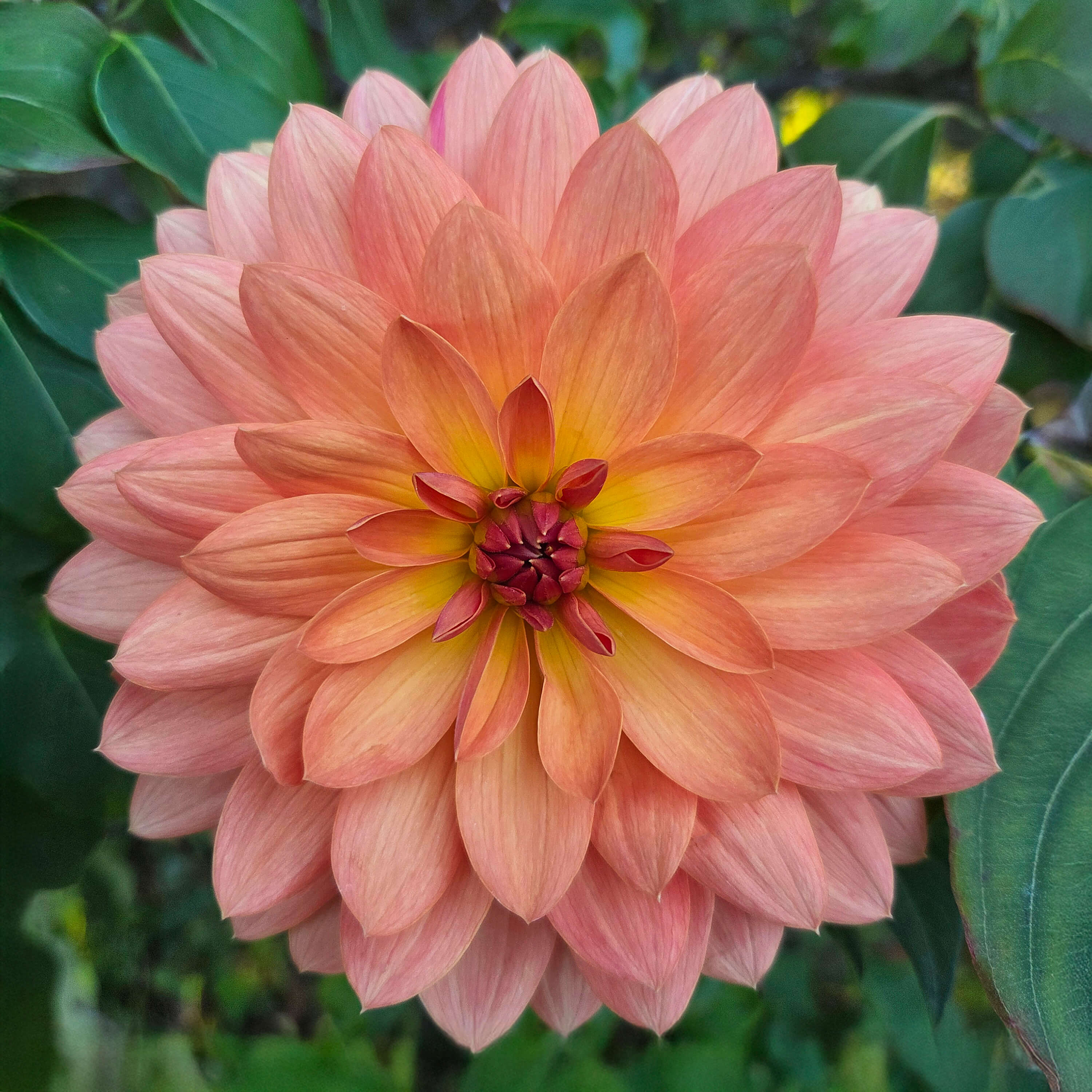 Yelno Harmony Tuber – Bear Creek Farm