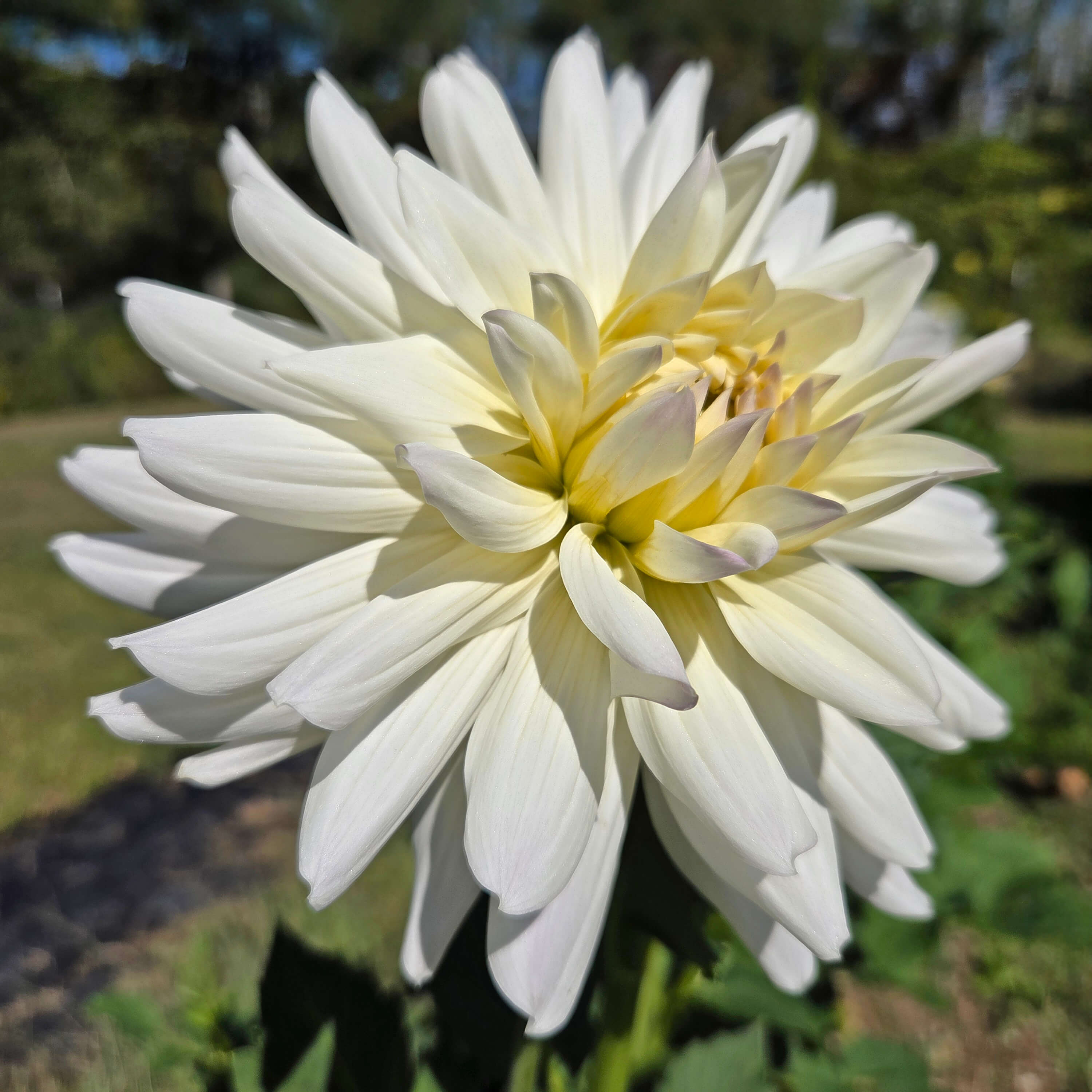 Mount Tacoma Tuber – Bear Creek Farm