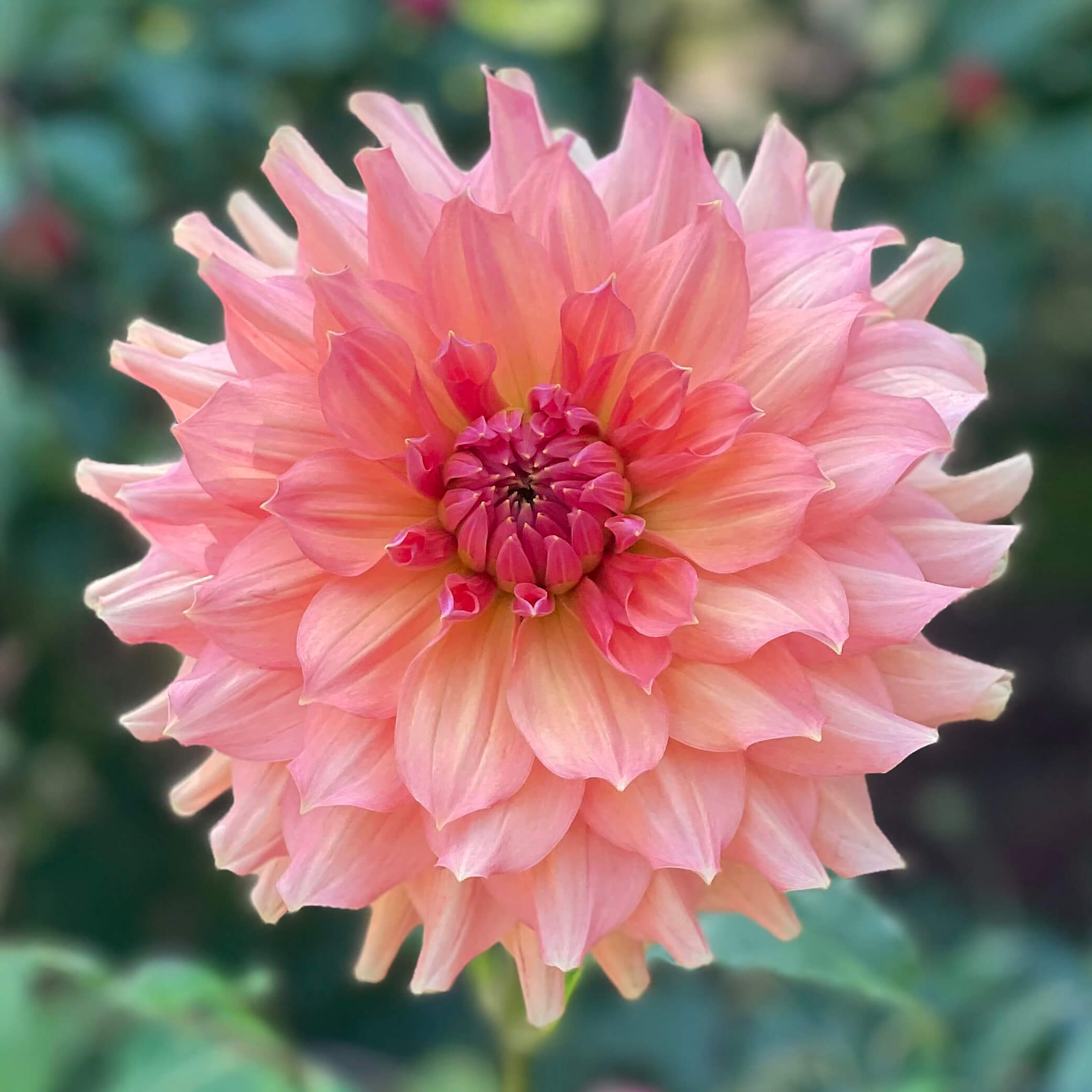 Peach Bud Tuber – Bear Creek Farm