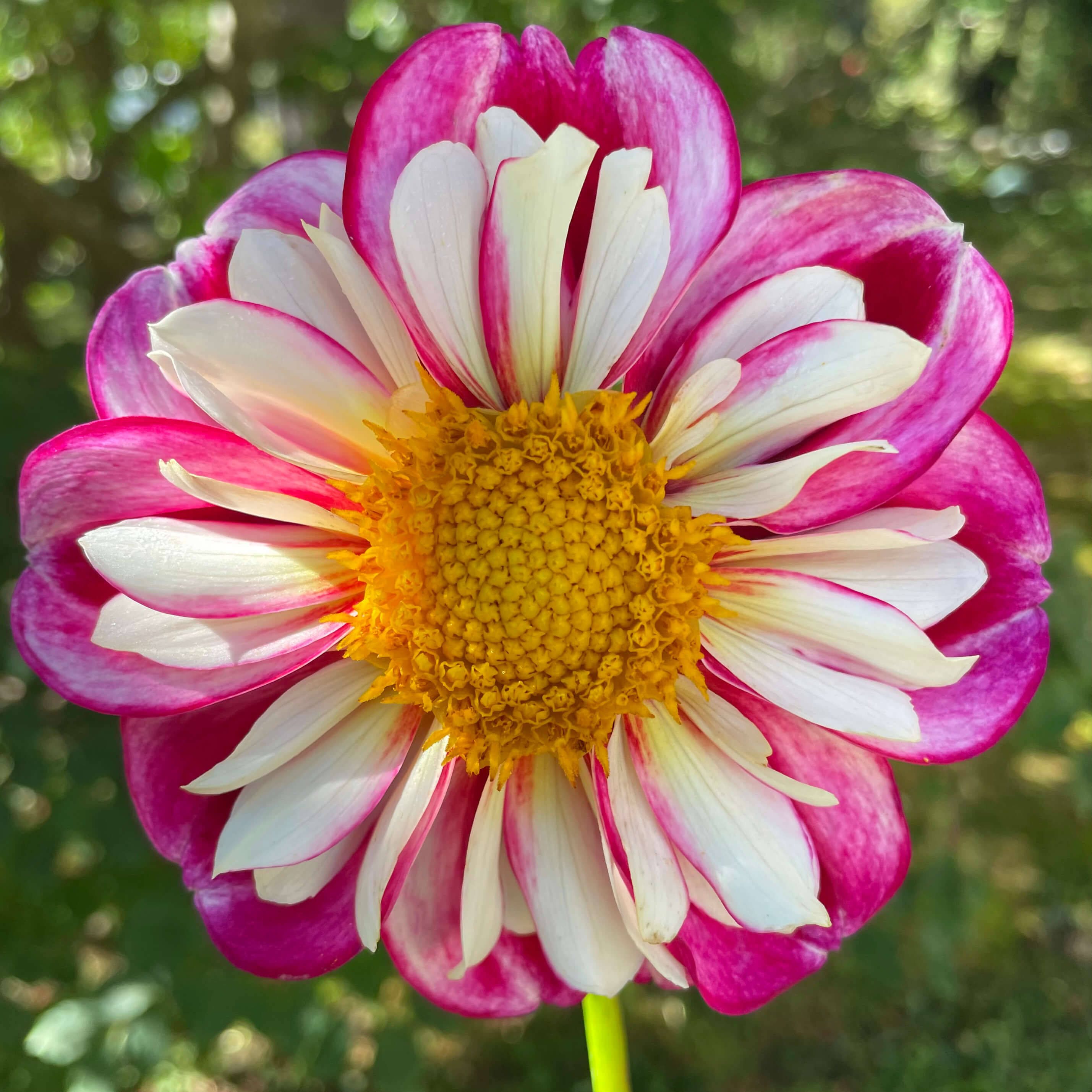 Bumble Rumble Tuber – Bear Creek Farm
