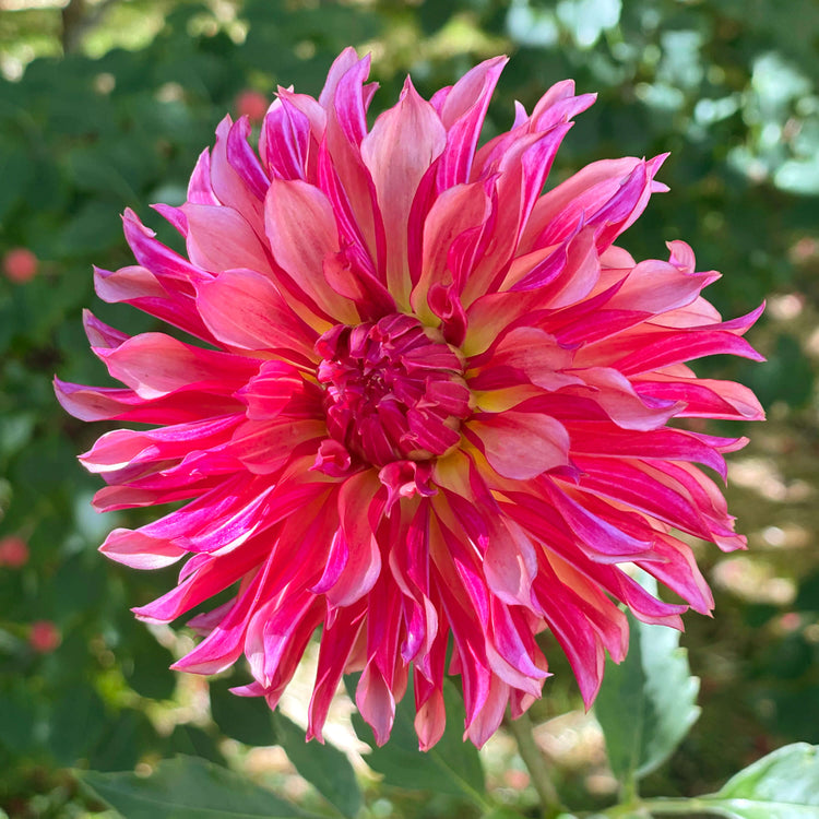 Vista Minnie Tuber – Bear Creek Farm