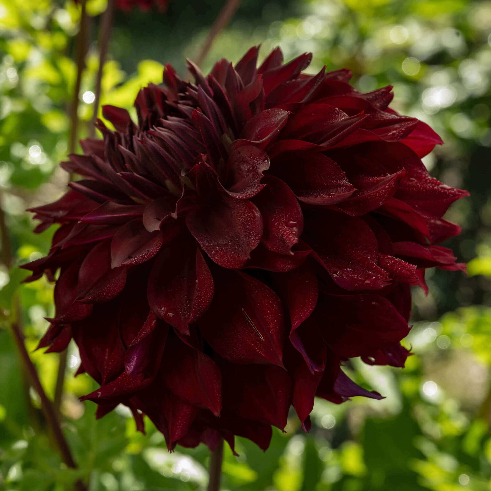 Buy Mingus Alex Dahlia Tuber (Bulb) – Bear Creek Farm