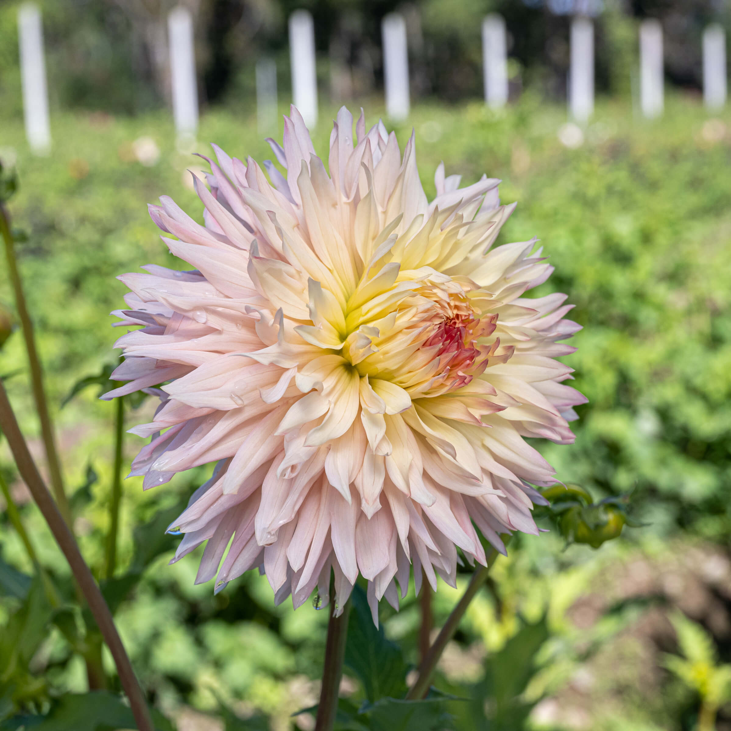 Buy Hapet Champagne Dahlia Tuber (Bulb) – Bear Creek Farm