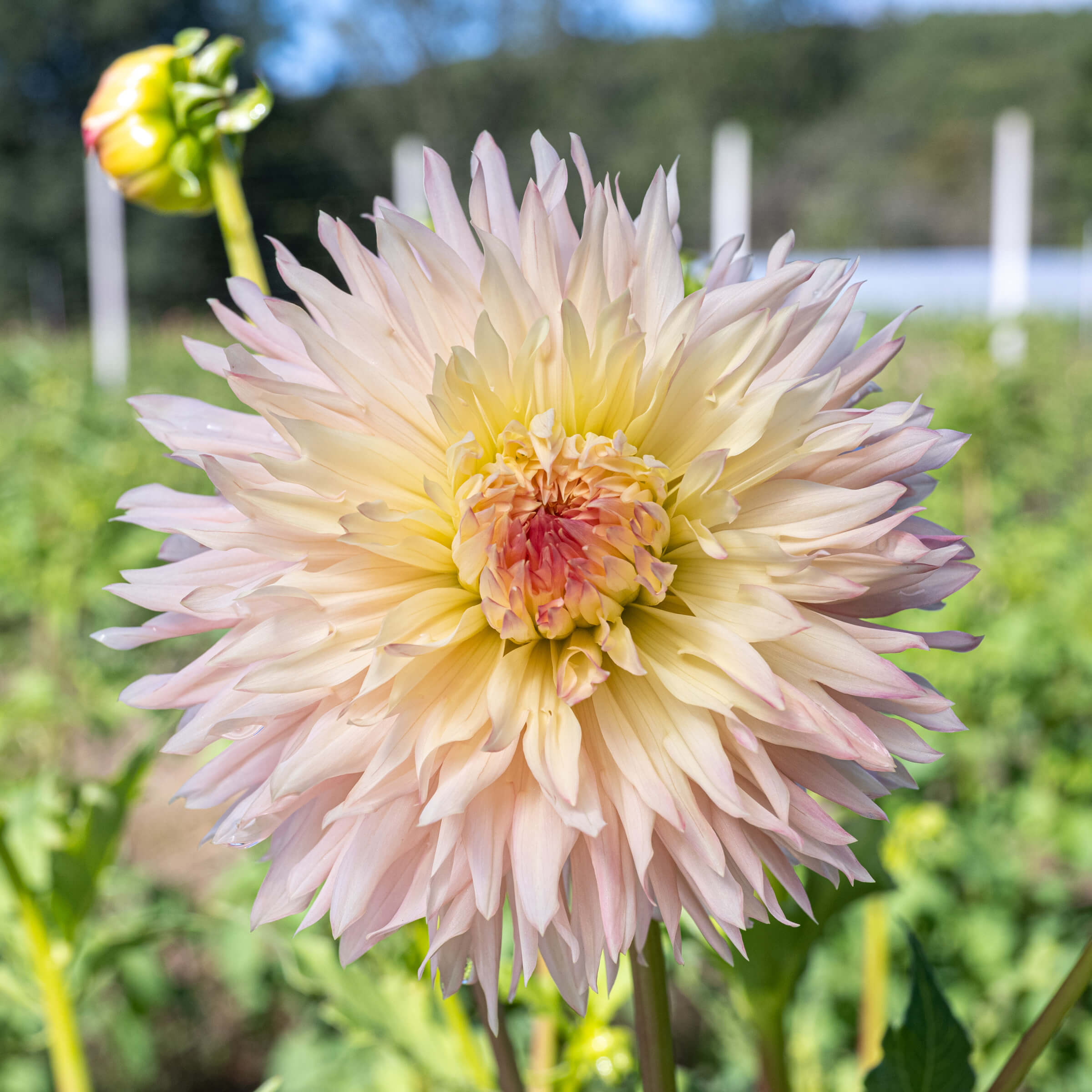Buy Hapet Champagne Dahlia Tuber (Bulb) – Bear Creek Farm