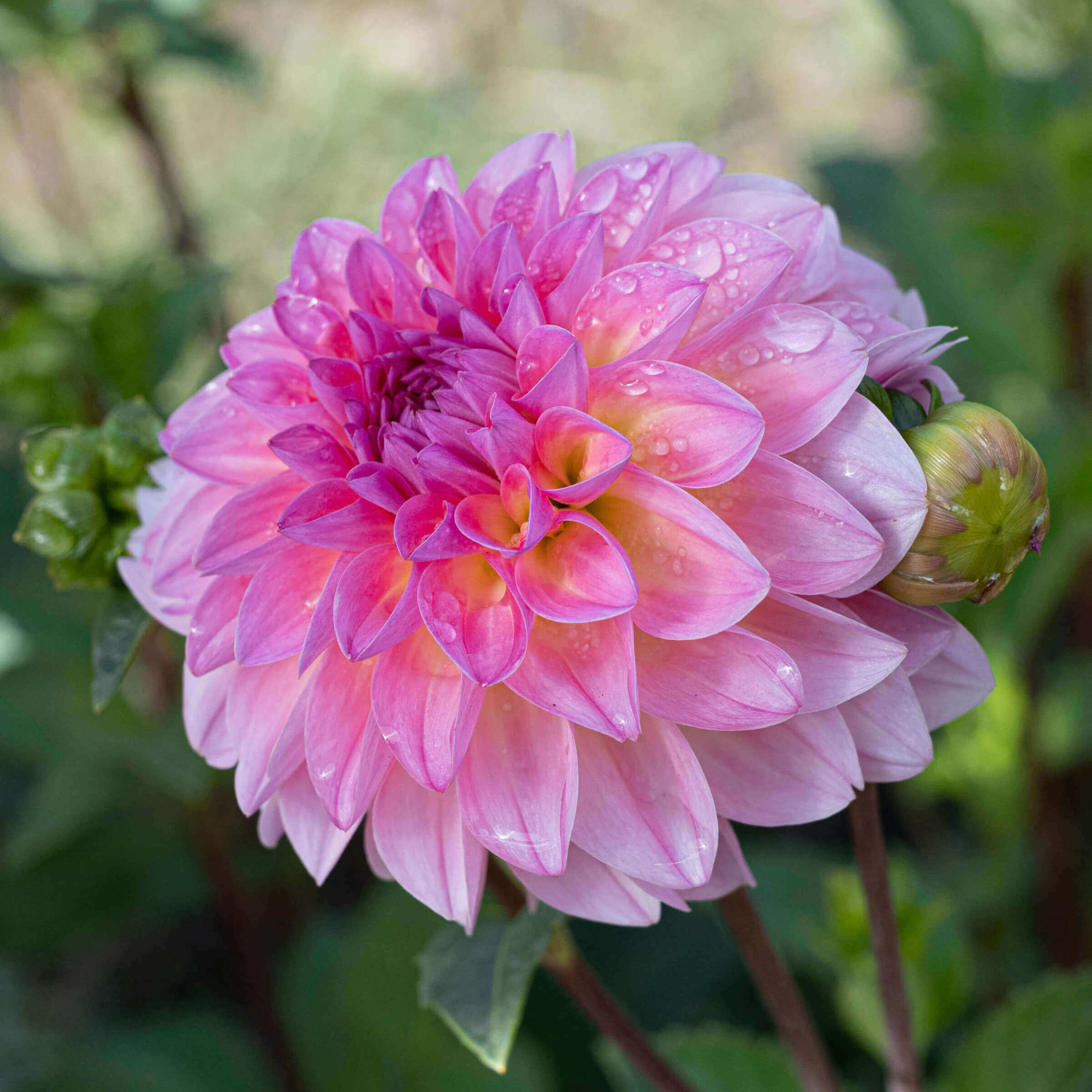 Esli Dahlia – Bear Creek Farm