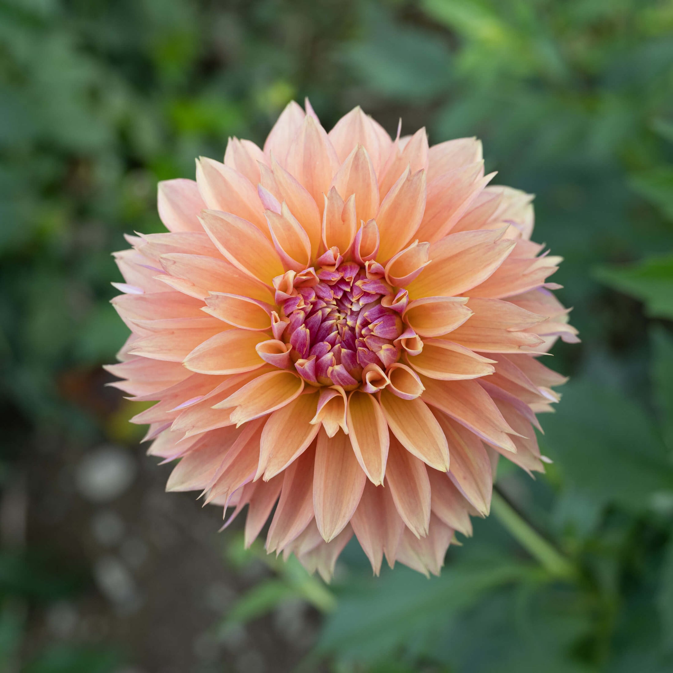 Kick Off Dahlia – Bear Creek Farm