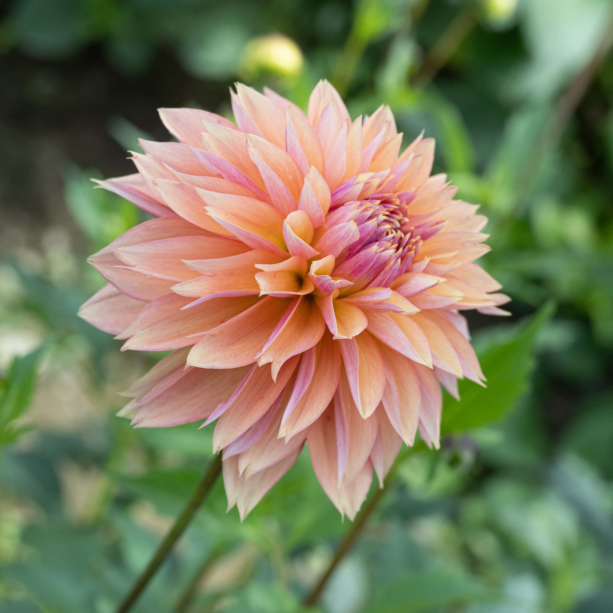 Buy Kick Off Dahlia Tuber (Bulb) – Bear Creek Farm
