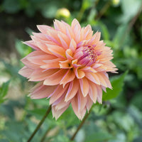 Kick Off Dahlia – Bear Creek Farm