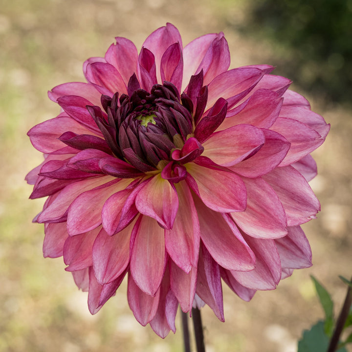 Buy Cut Dahlia Flowers Online (Seasonal Availability) – Bear Creek Farm