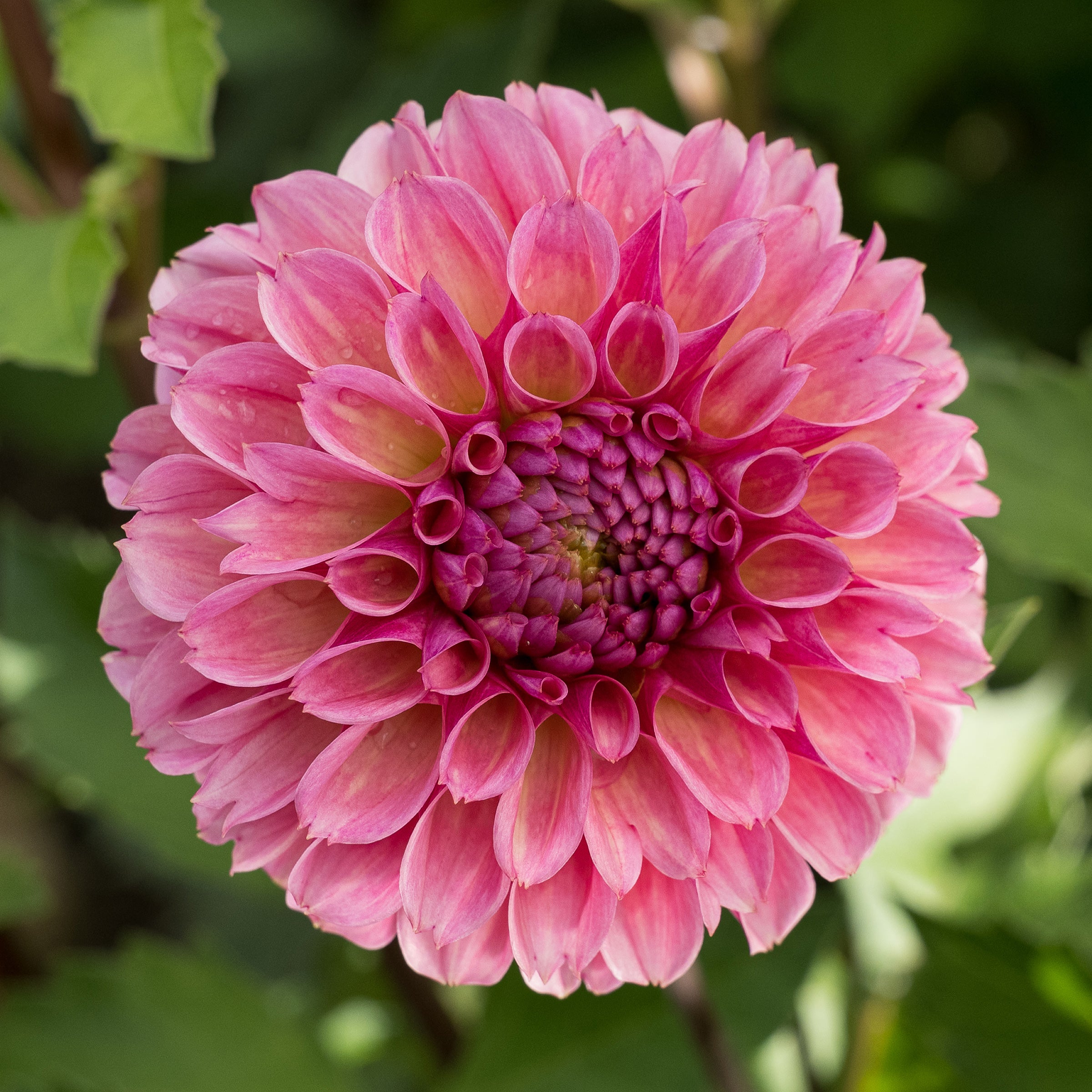 Buy Bracken Rose Dahlia Tuber (Bulb) – Bear Creek Farm