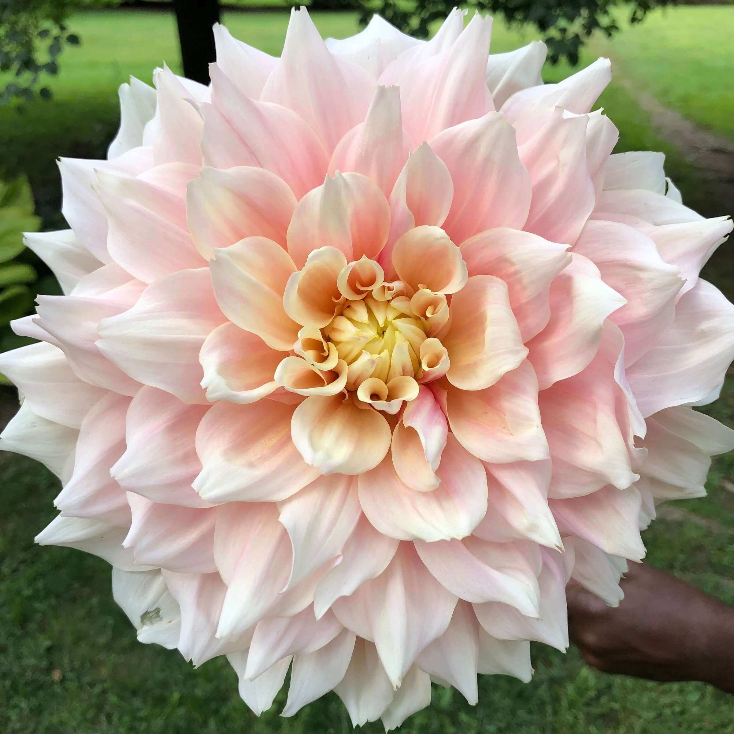 Break Out Dahlia – Bear Creek Farm