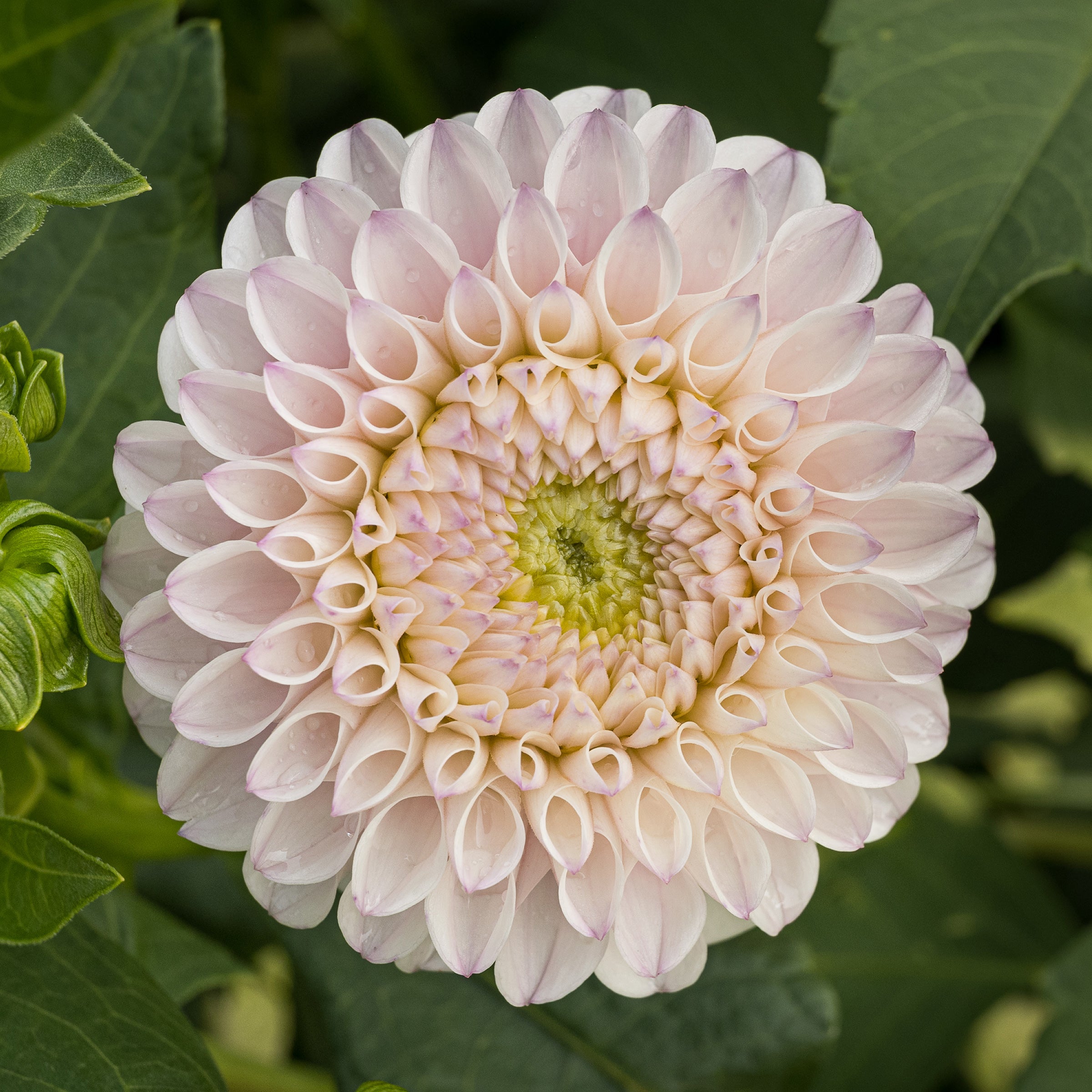 Buy Camano Zoe Dahlia Tuber (Bulb) – Bear Creek Farm