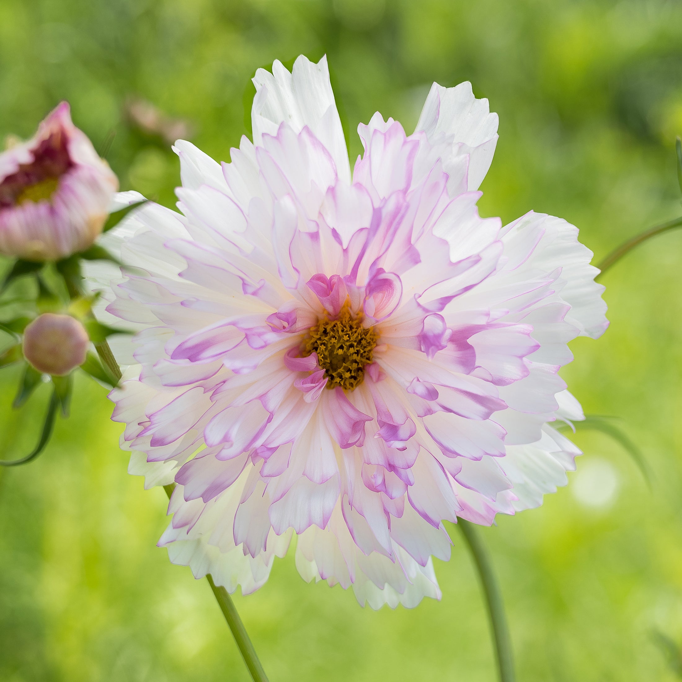 Cosmos Double Click Bicolor Pink – Bear Creek Farm