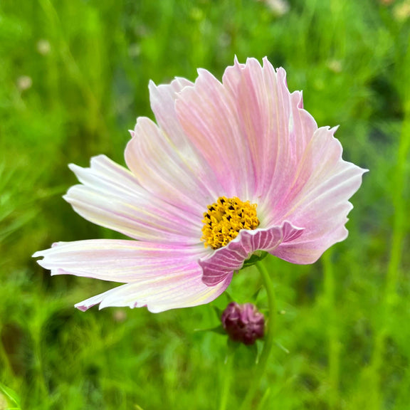 Cosmos Apricot Lemonade – Bear Creek Farm