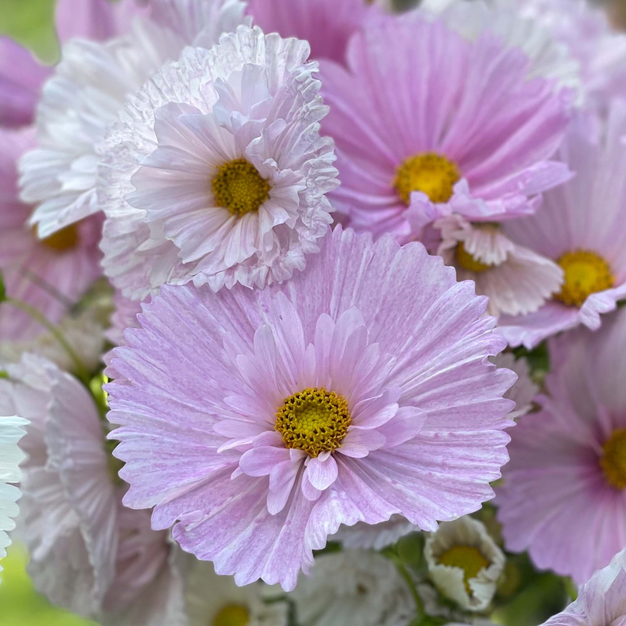 Cosmos Cupcakes Blush – Bear Creek Farm