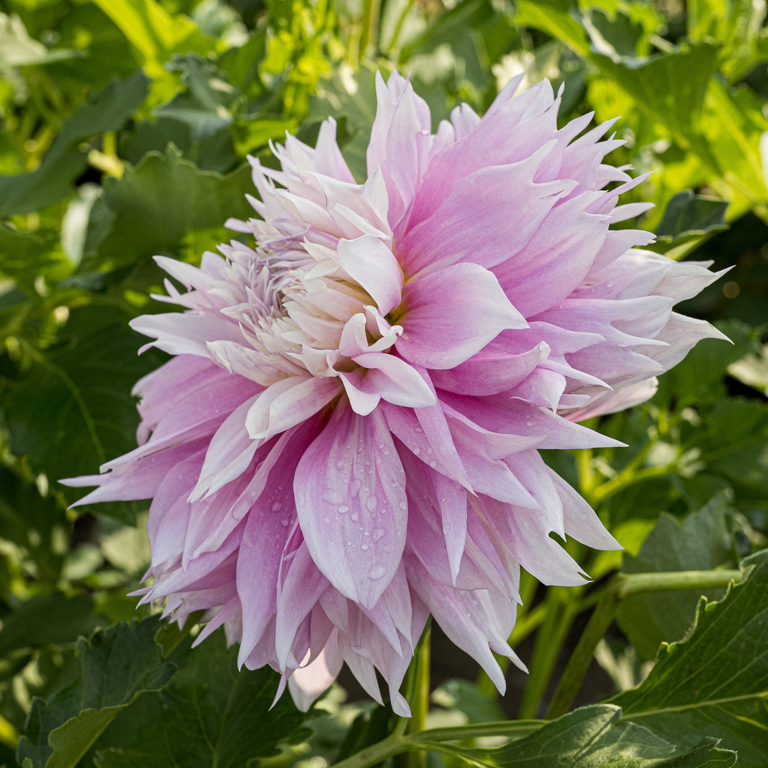 Evanah Dahlia – Bear Creek Farm