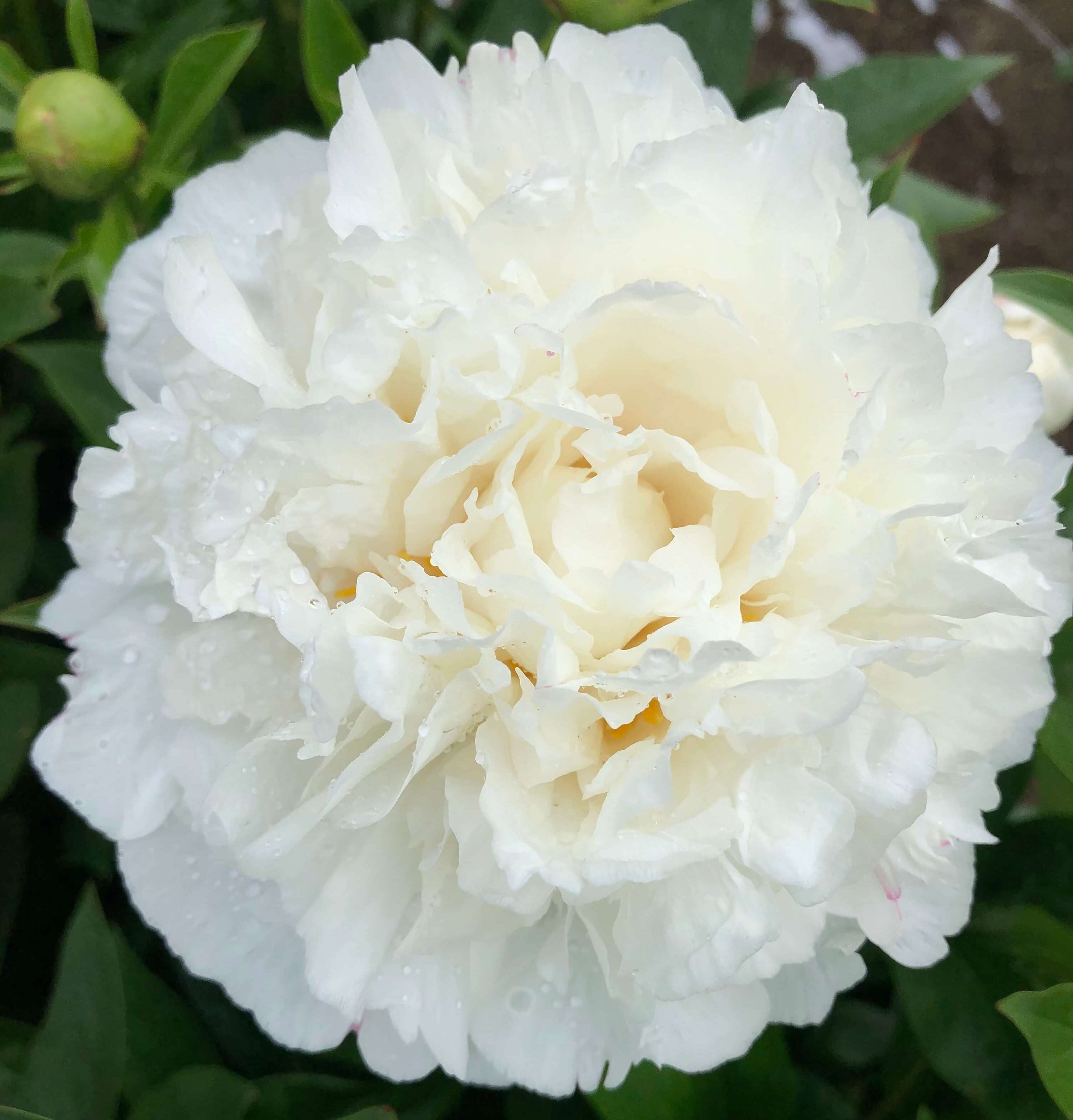 Fringed Ivory – Bear Creek Farm