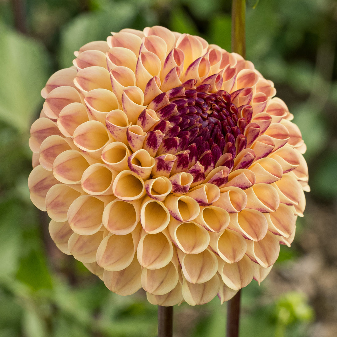 Buy Ferncliff Spice Dahlia Tuber (Bulb) – Bear Creek Farm