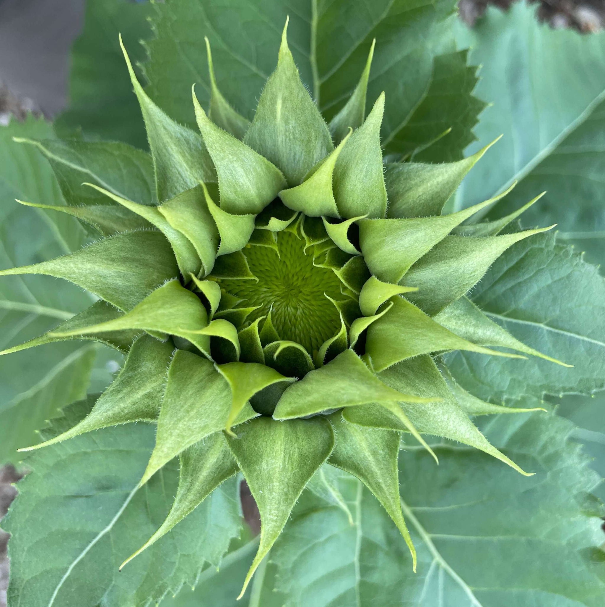 SunFill™ Green Sunflower – Bear Creek Farm