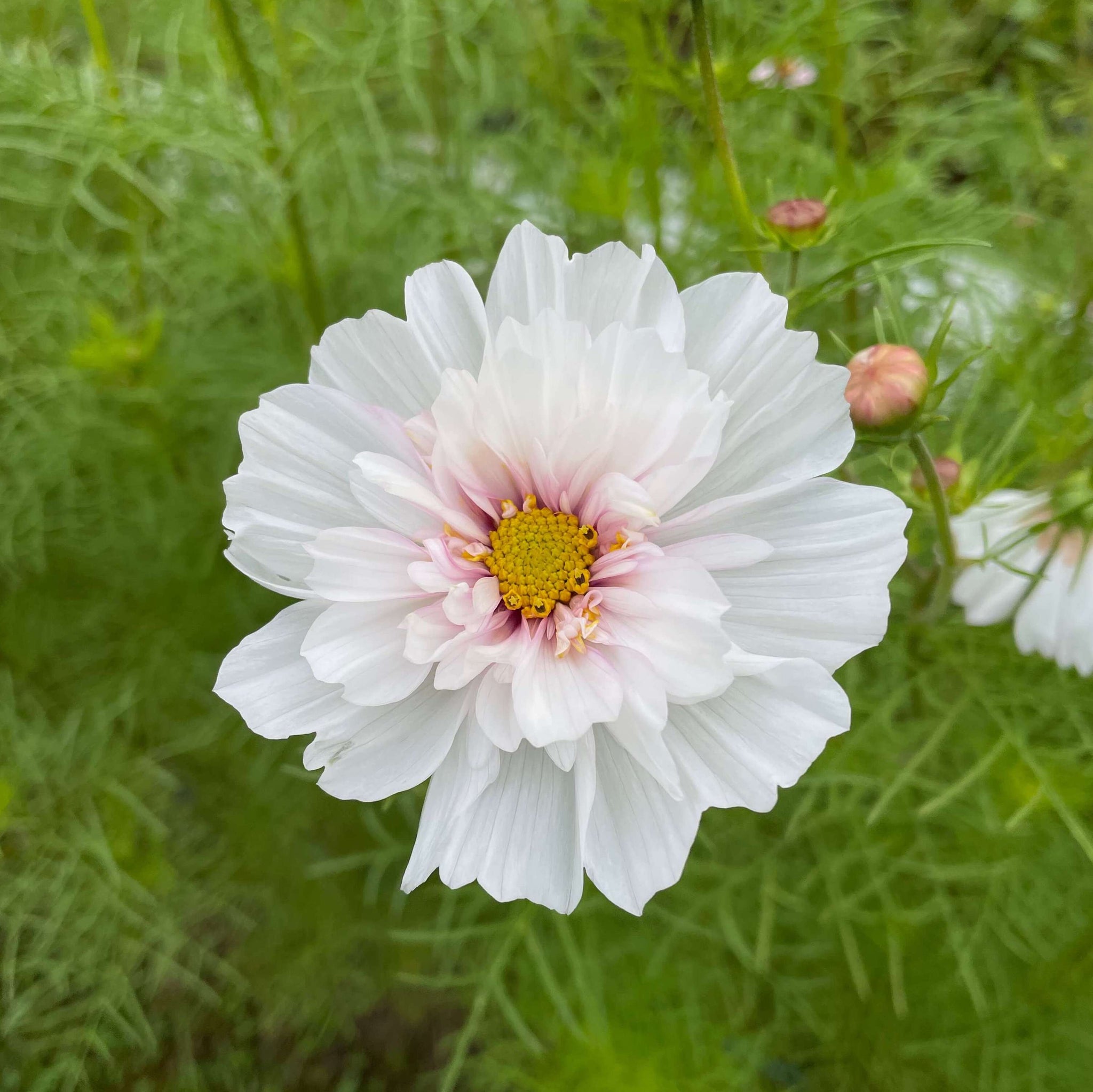 Cosmos Double Click Bicolor Pink – Bear Creek Farm