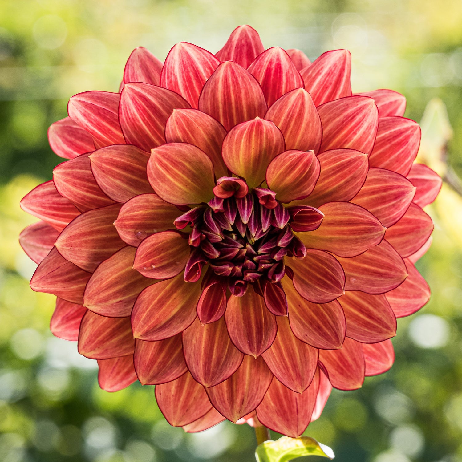 Miss Brandy Dahlia – Bear Creek Farm