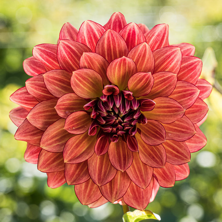 Miss Brandy Dahlia – Bear Creek Farm