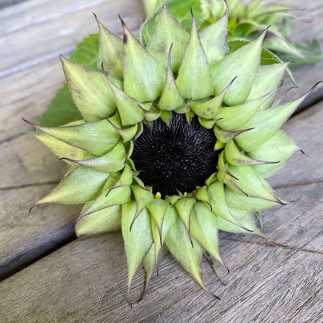 SunFill™ Purple Sunflower – Bear Creek Farm