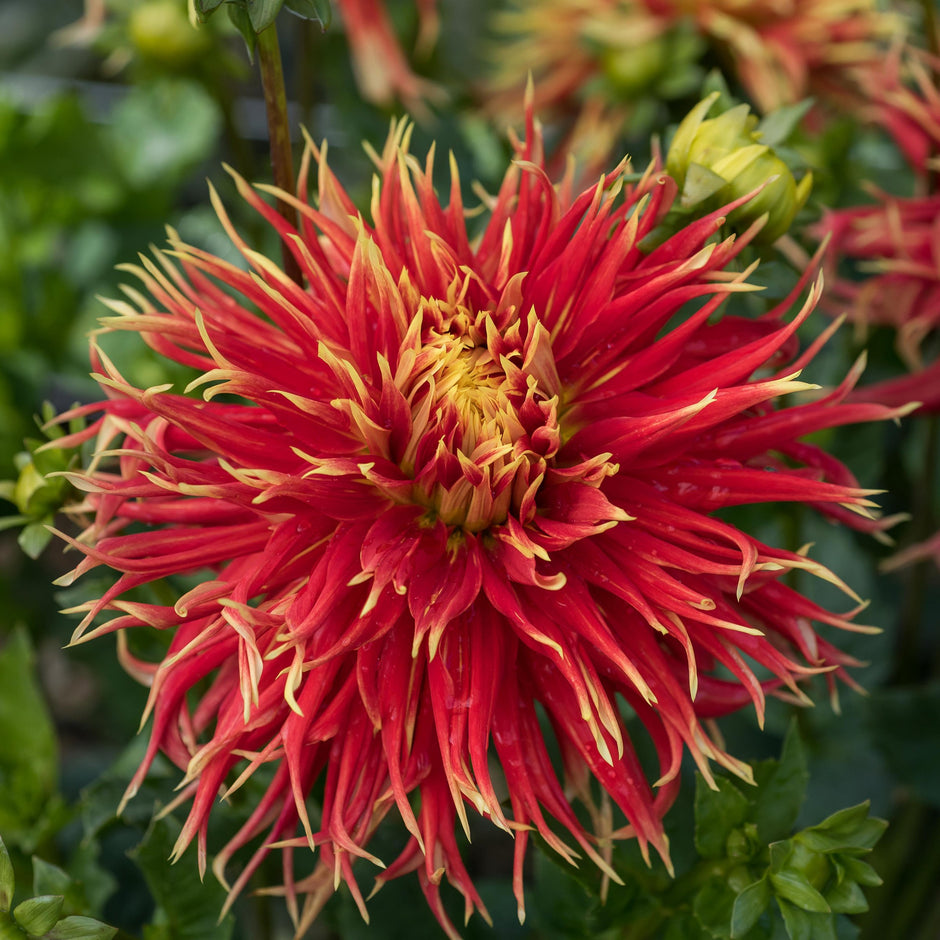 Browse All Our Dahlia Tubers And Cut Dahlia Flowers – Page 9 – Bear ...