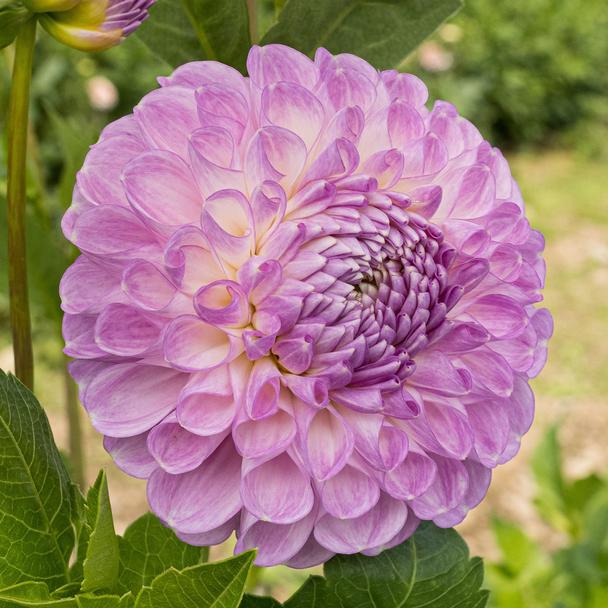 Snoho Sonia Dahlia – Bear Creek Farm