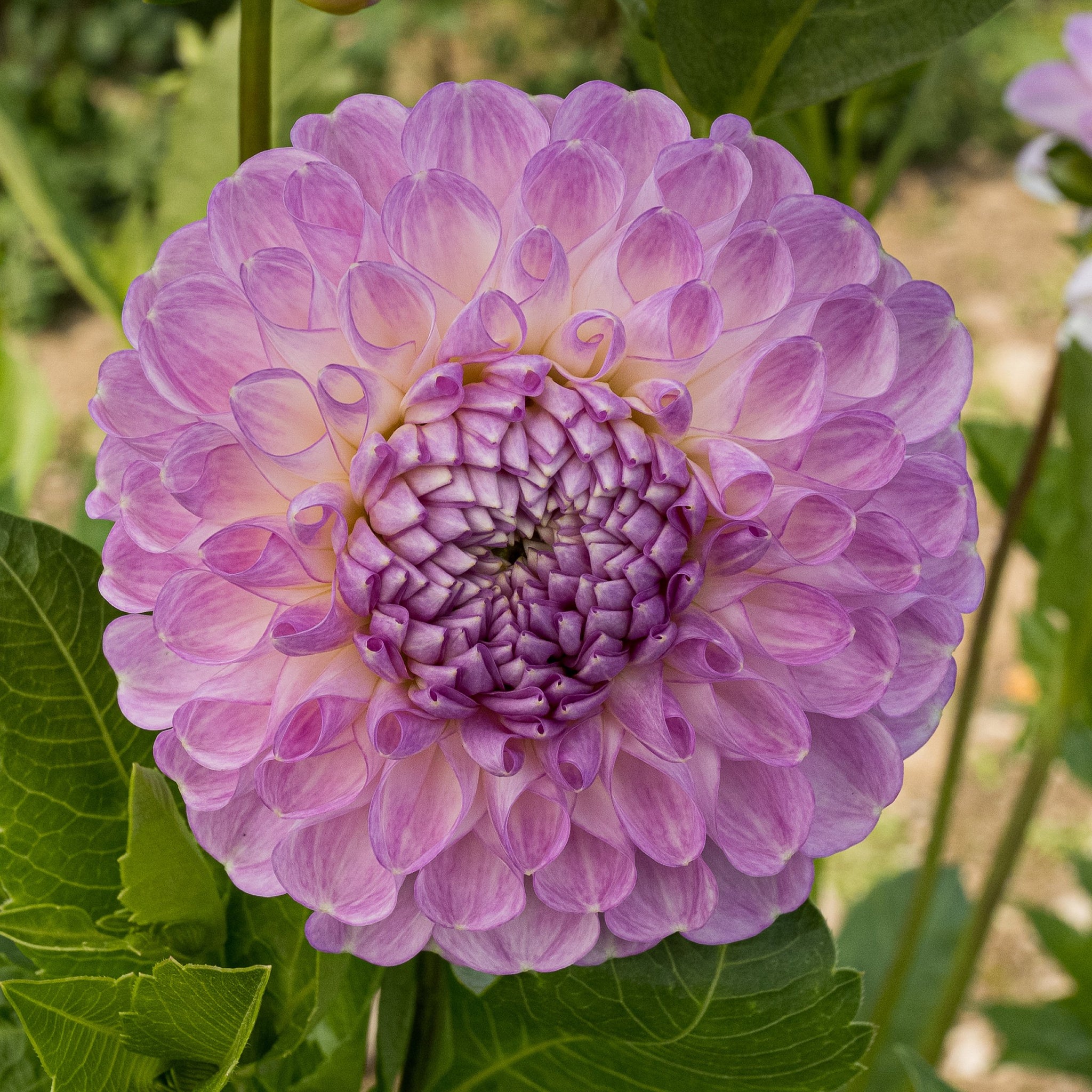 Snoho Sonia Dahlia – Bear Creek Farm