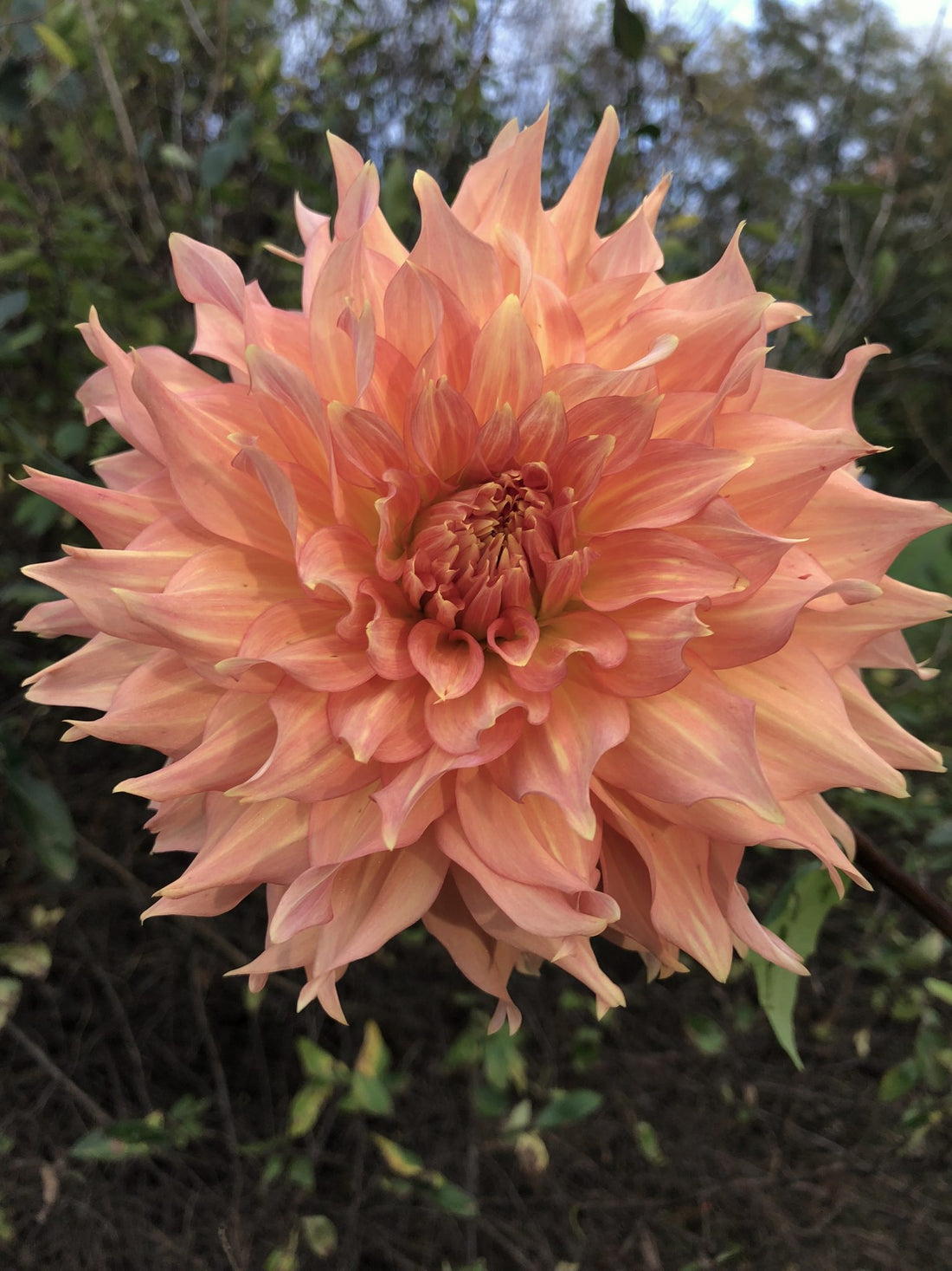 Buy Summer Rain Dahlia Tuber (Bulb) – Bear Creek Farm