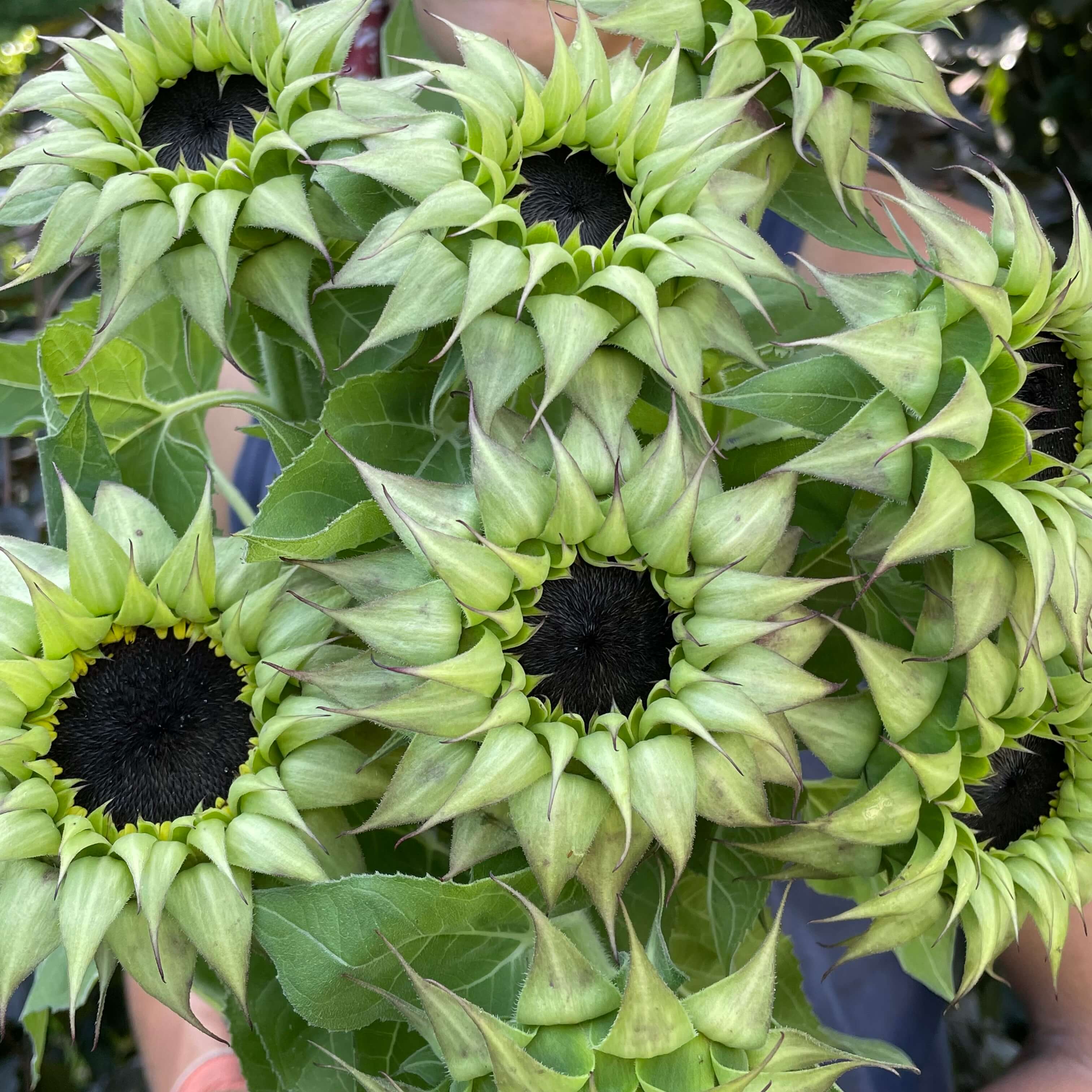 SunFill™ Purple Sunflower – Bear Creek Farm