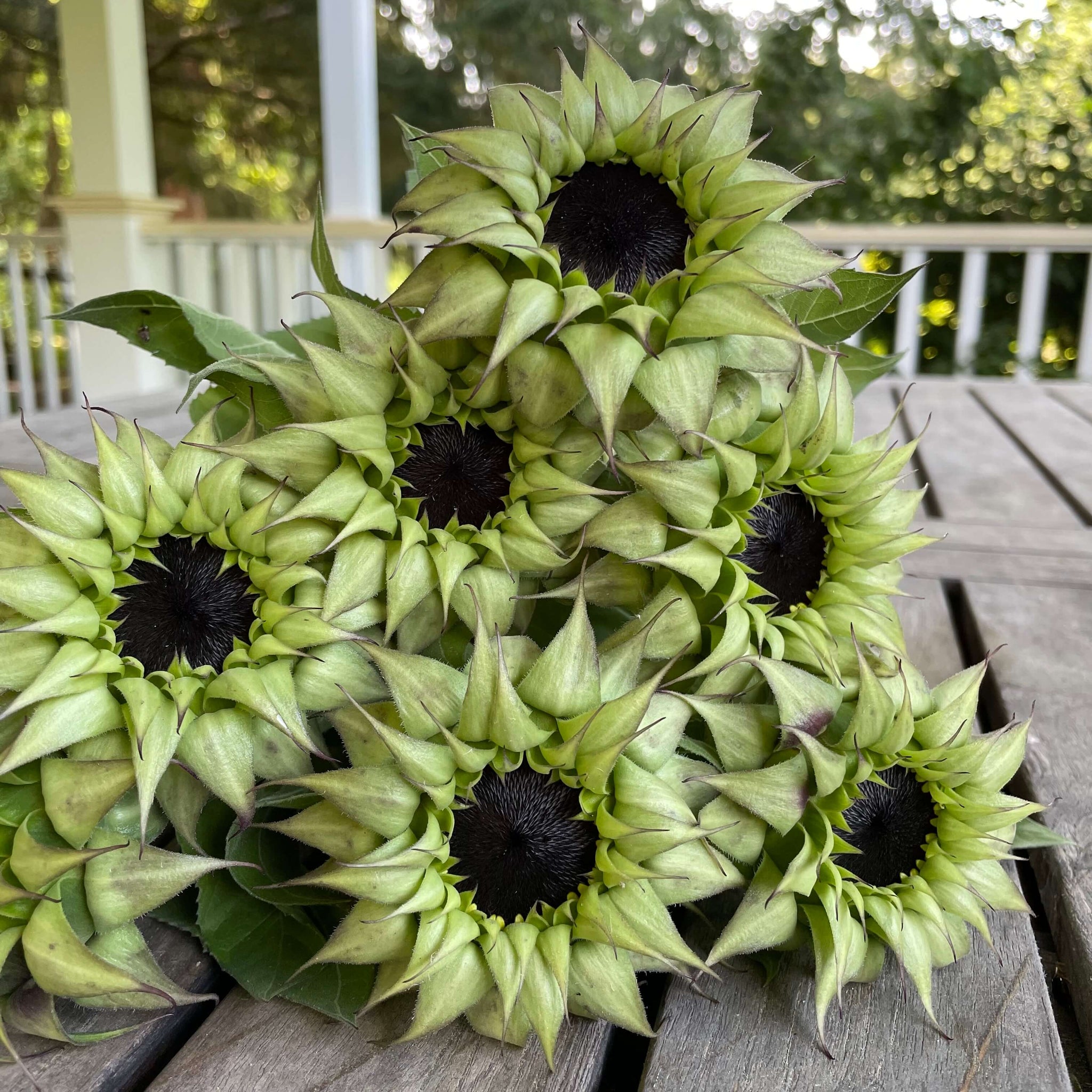SunFill™ Purple Sunflower – Bear Creek Farm